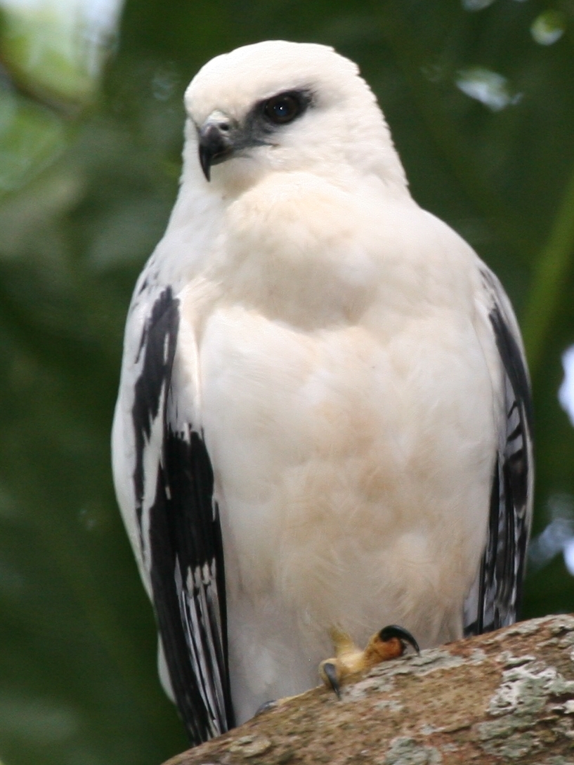 White Hawk (Pseudastur albicollis) :: BirdWeather