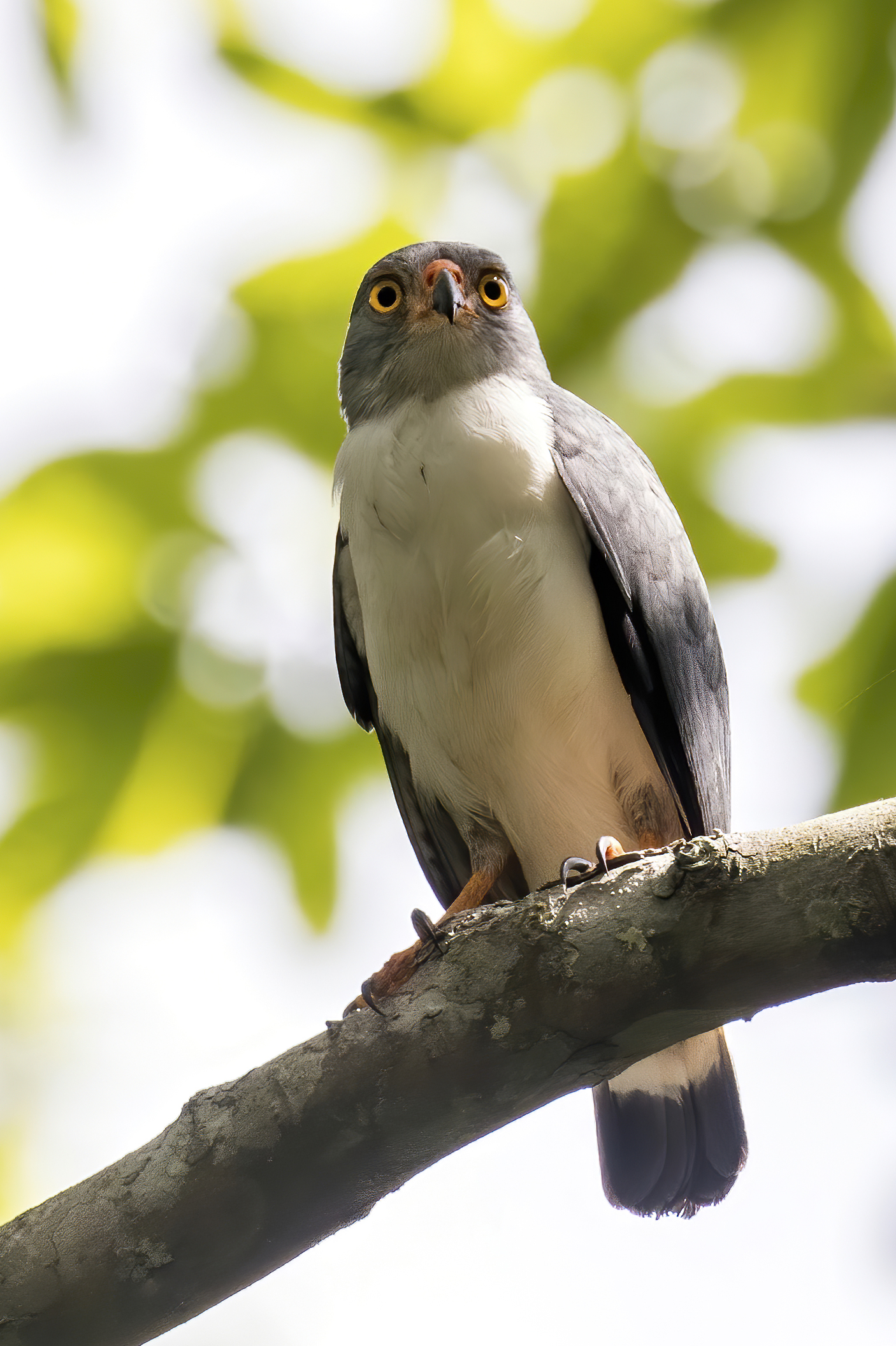 Semiplumbeous Hawk (Leucopternis semiplumbeus) :: BirdWeather