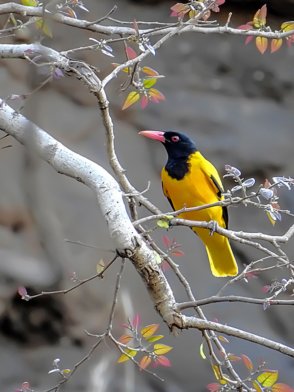 Black-hooded Oriole (Oriolus xanthornus) :: BirdWeather