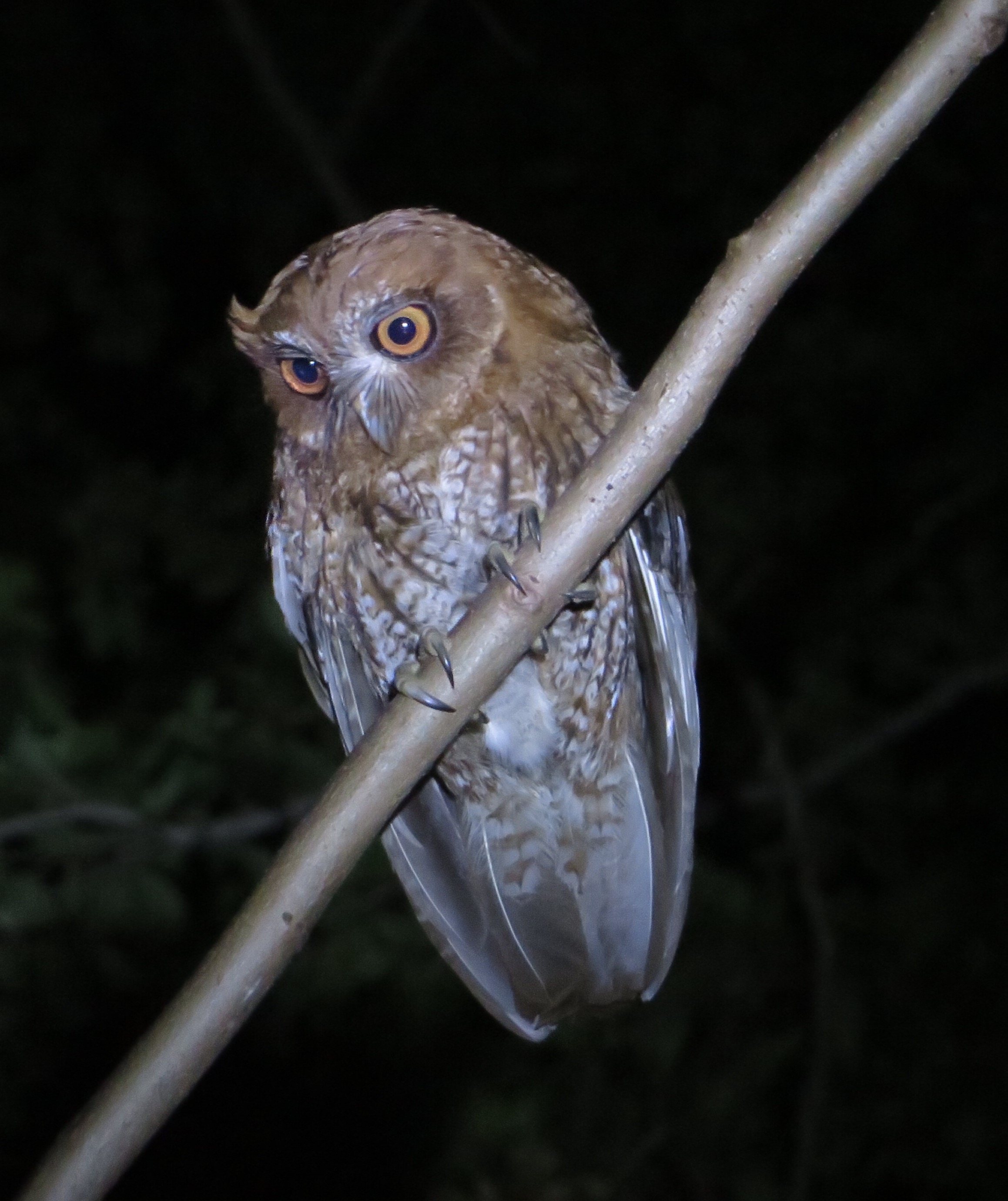 Puerto Rican Owl (Gymnasio nudipes) :: BirdWeather