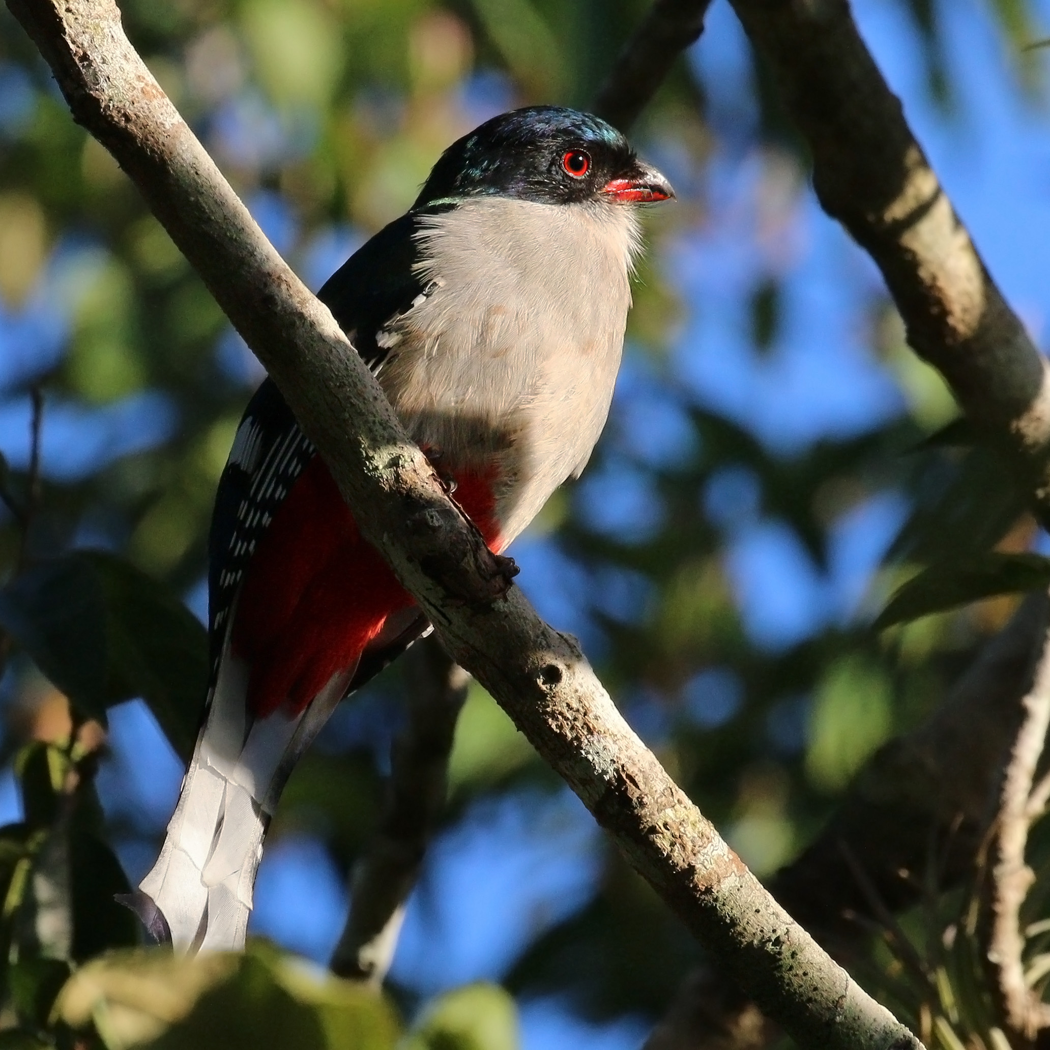 Cuban Trogon (Priotelus temnurus) :: BirdWeather
