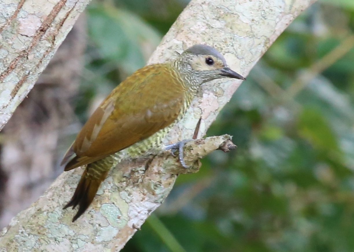 Gray-crowned Woodpecker (Colaptes auricularis) :: BirdWeather