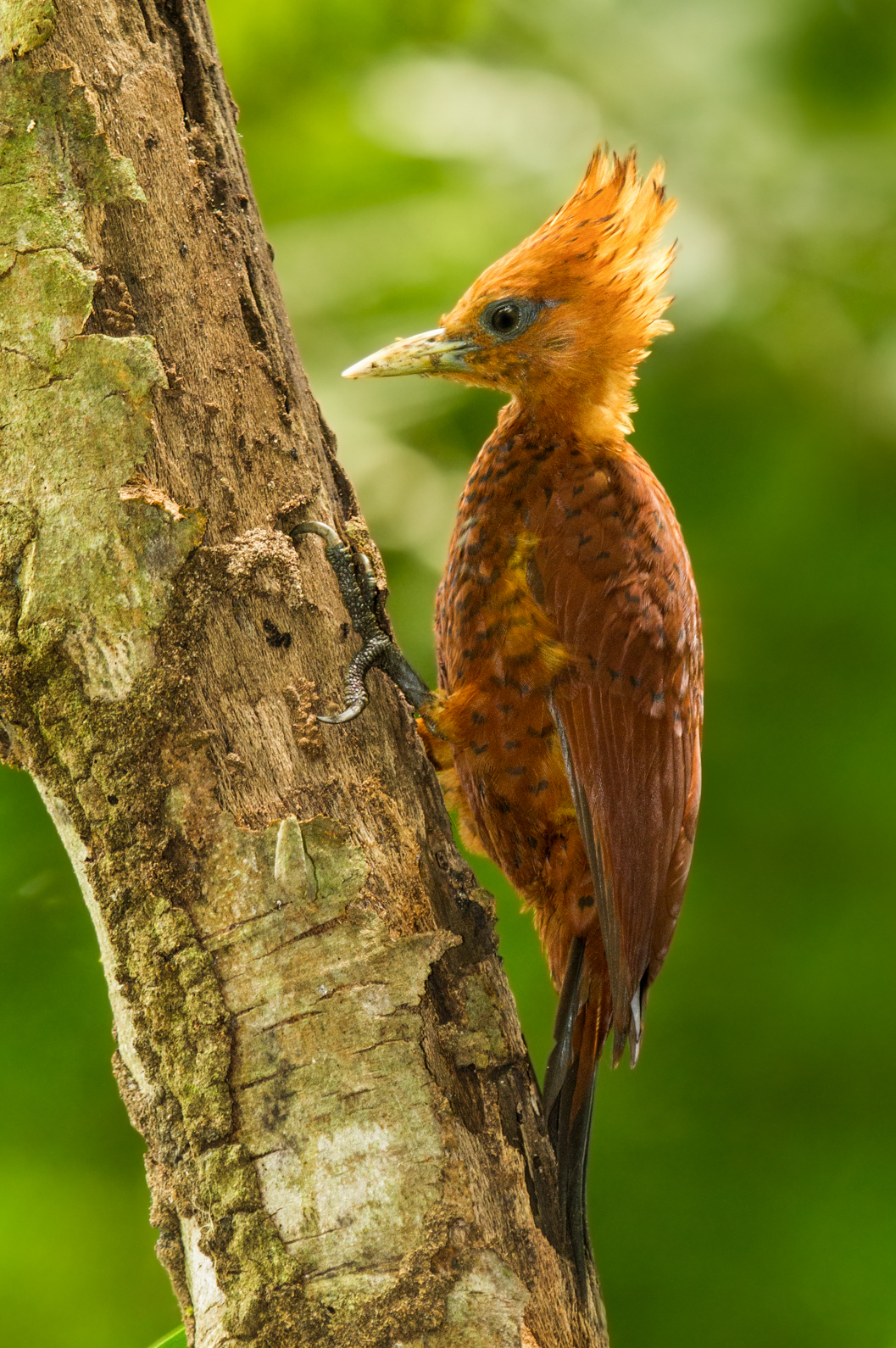 Chestnut-colored Woodpecker (Celeus castaneus) :: BirdWeather