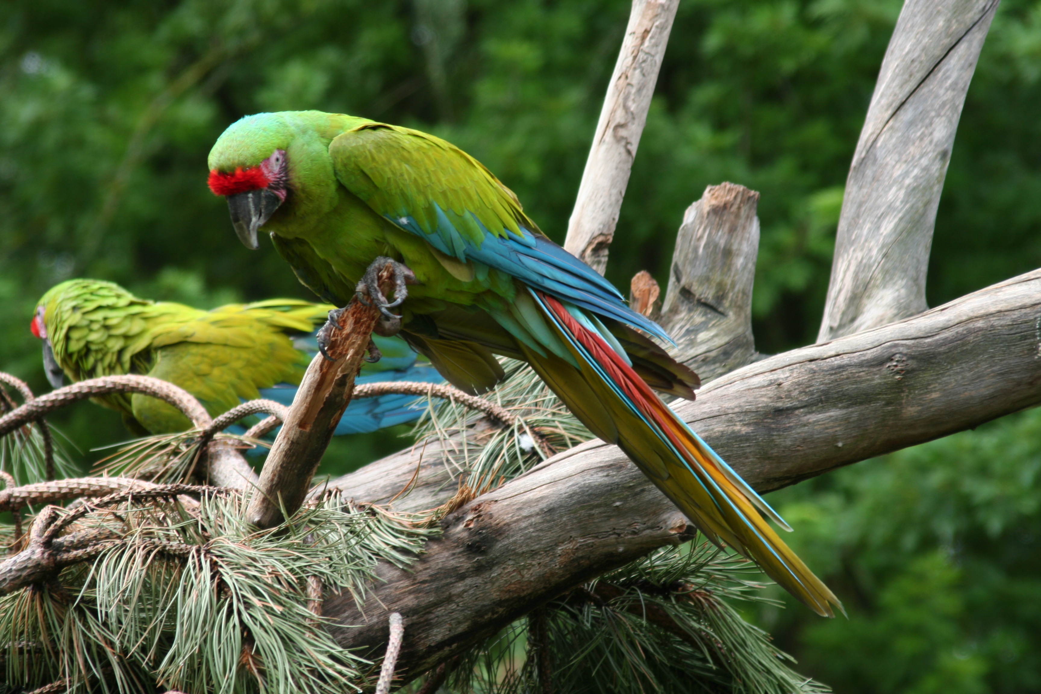 Great Green Macaw (Ara ambiguus) :: BirdWeather