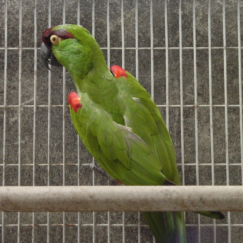 Maroon-fronted Parrot (Rhynchopsitta terrisi) :: BirdWeather