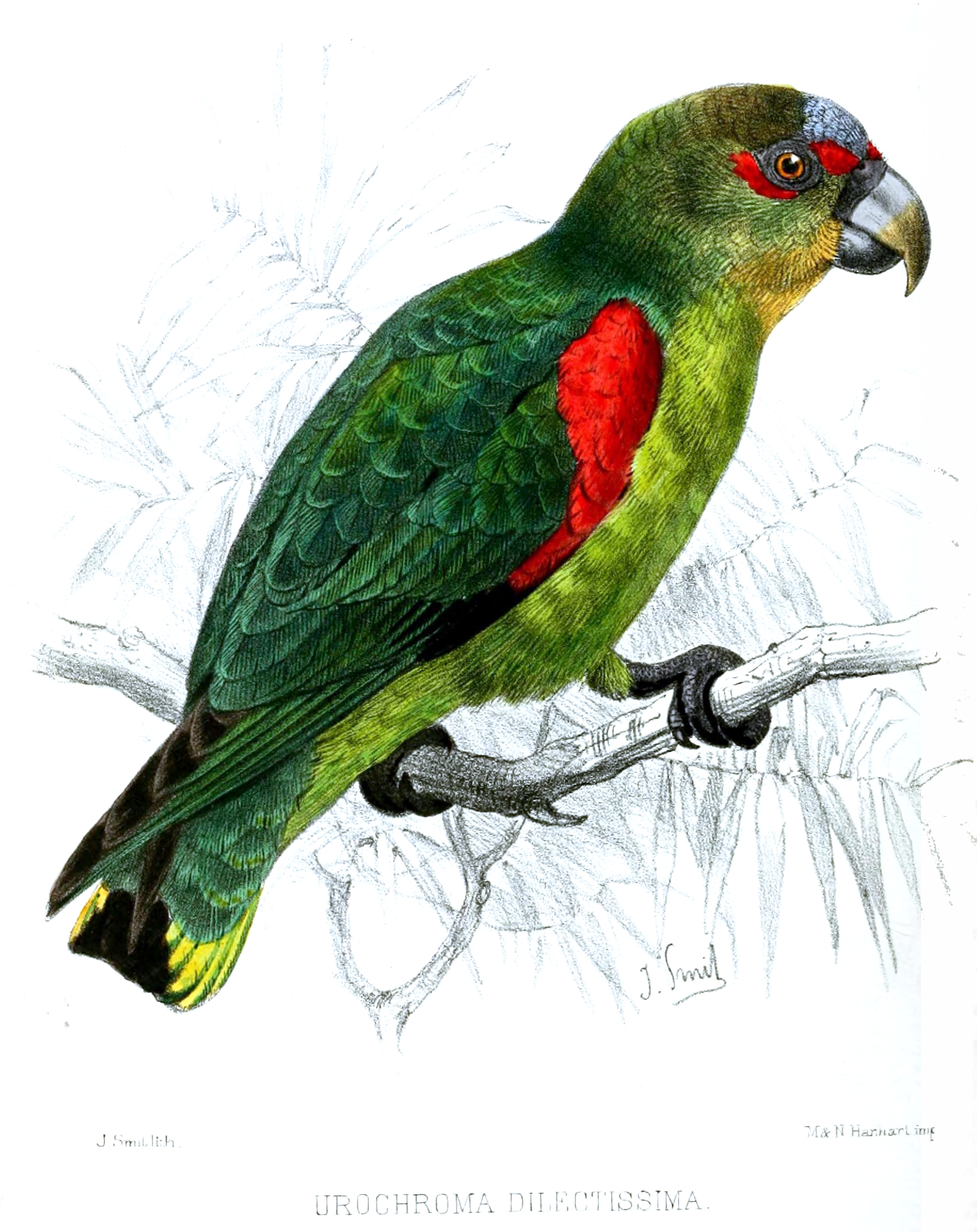 Blue-fronted Parrotlet (Touit dilectissimus) :: BirdWeather