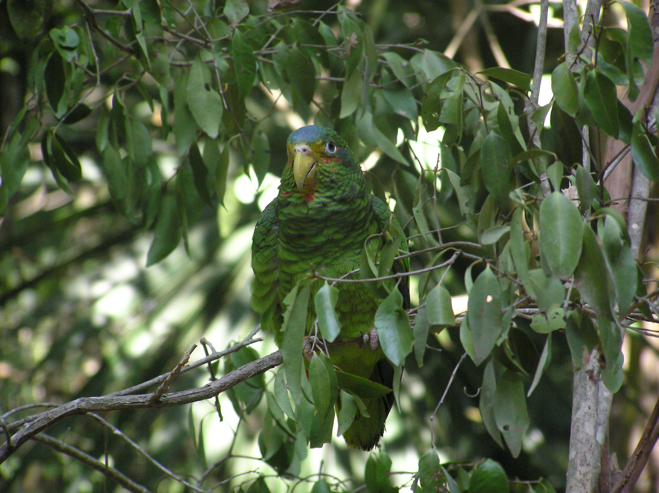 Yellow-lored Parrot (Amazona xantholora) :: BirdWeather
