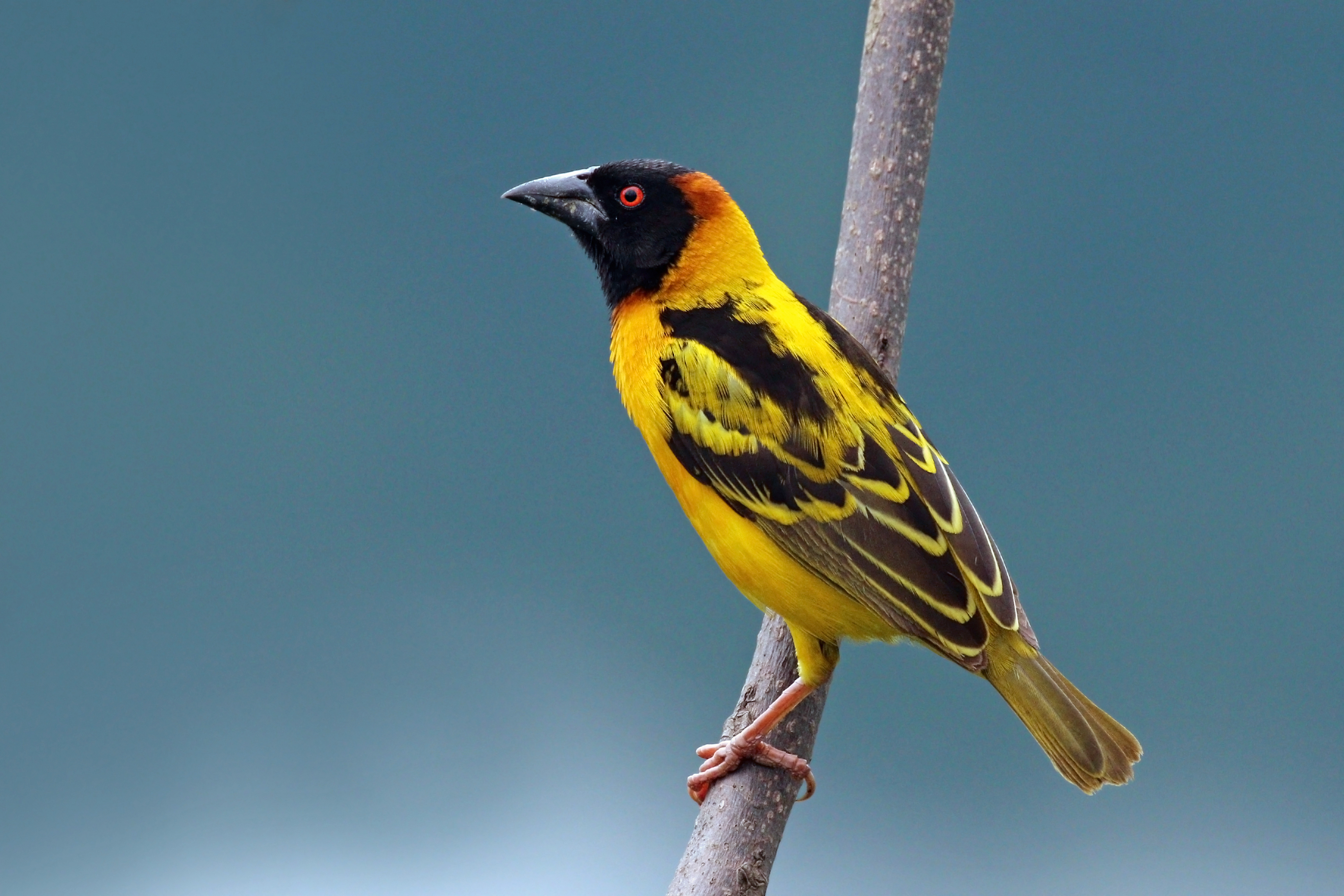 Village Weaver (Ploceus cucullatus) :: BirdWeather