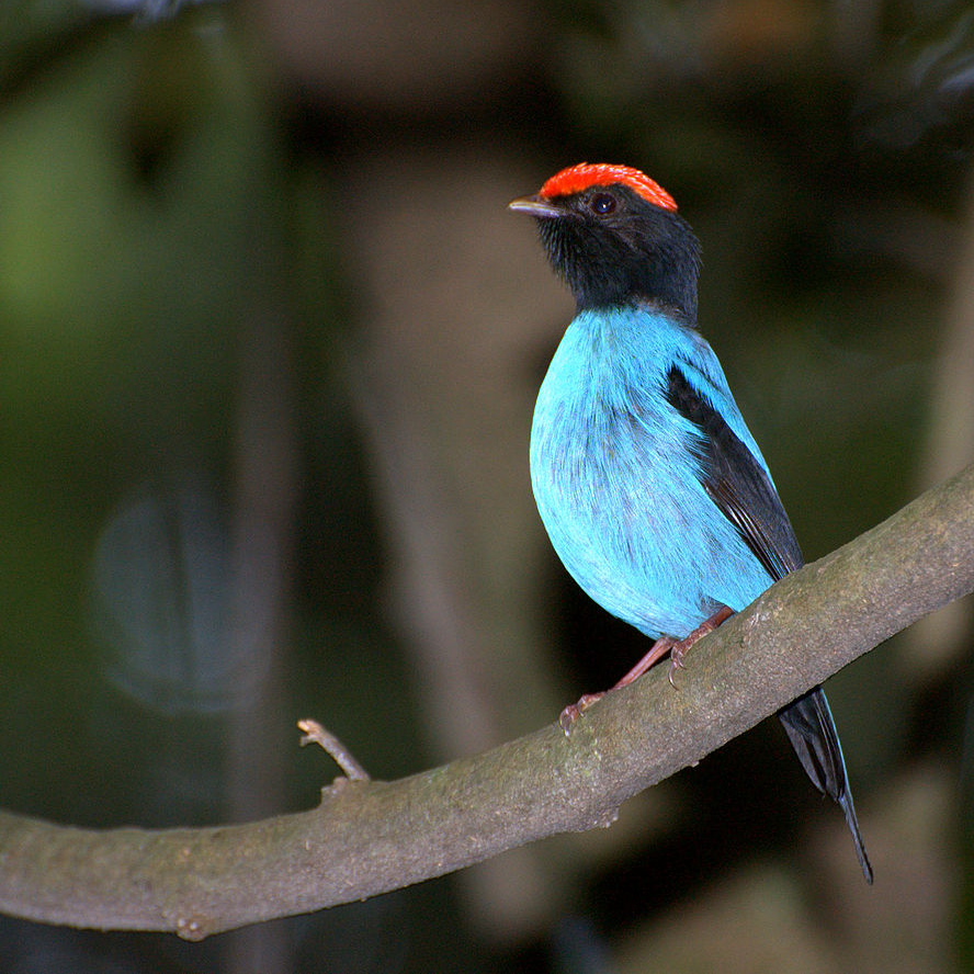 Swallow-tailed Manakin (Chiroxiphia caudata) :: BirdWeather