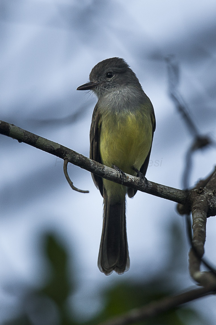 Panama Flycatcher (Myiarchus panamensis) :: BirdWeather