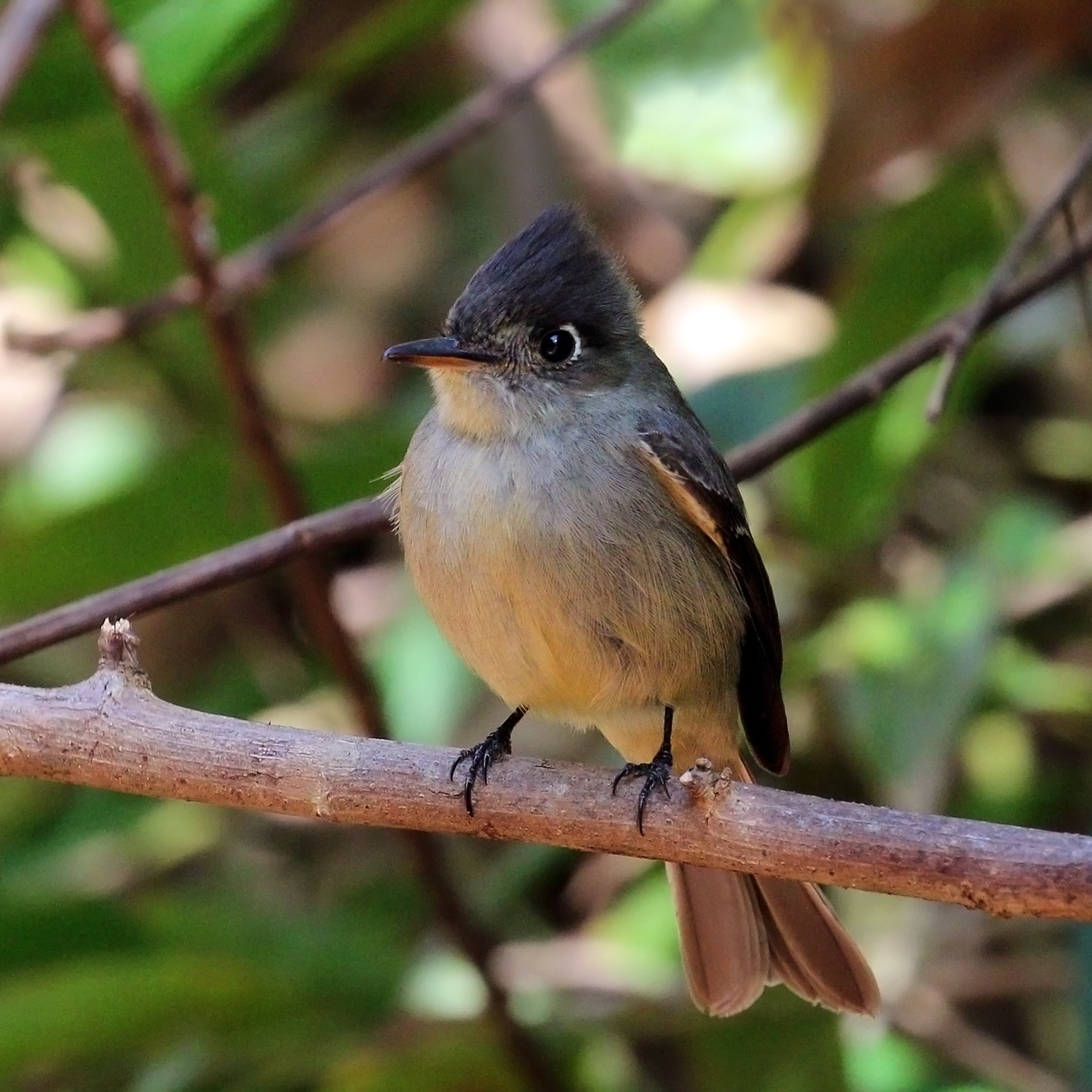 Cuban Pewee (Contopus caribaeus) :: BirdWeather