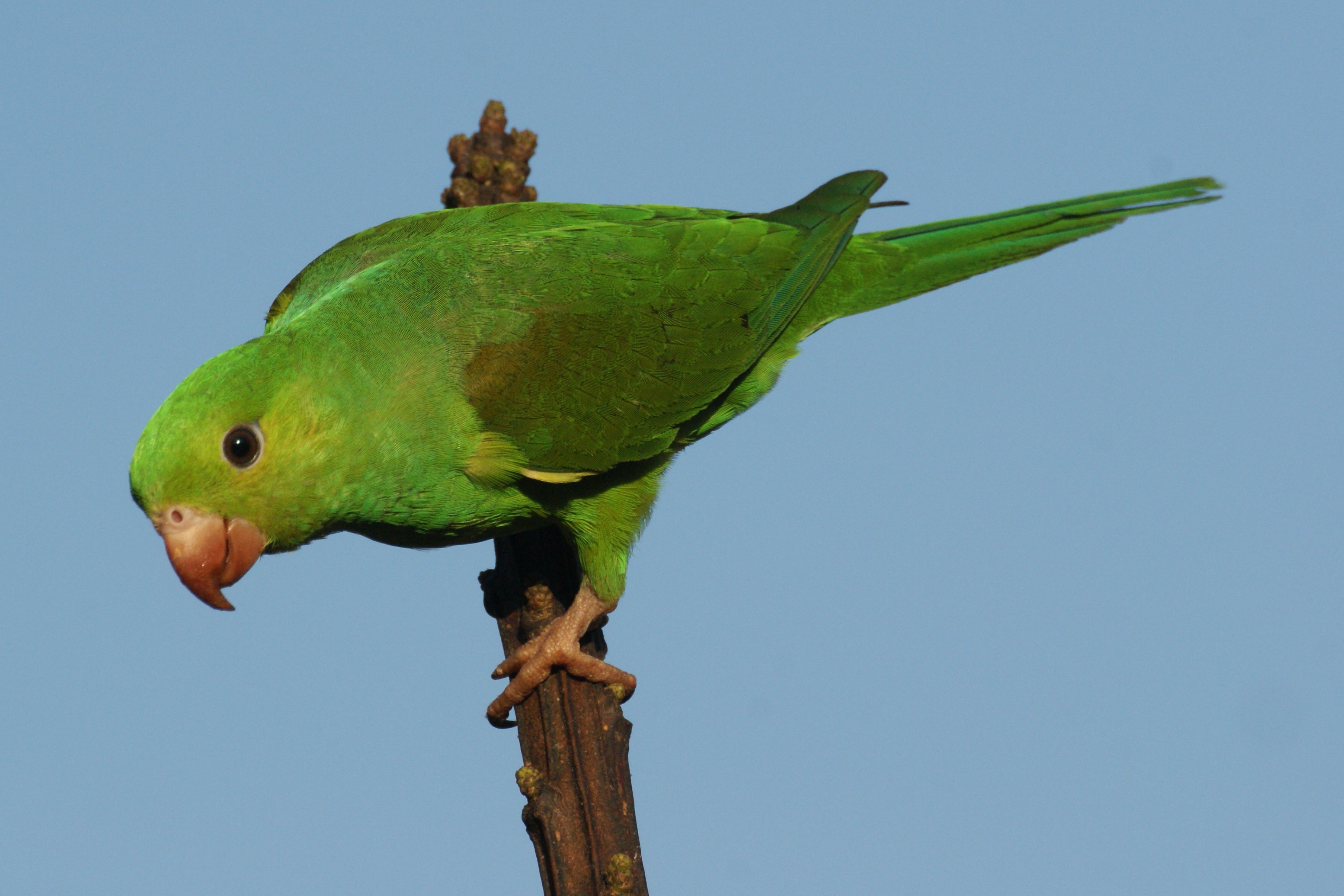 Plain Parakeet (Brotogeris tirica) :: BirdWeather