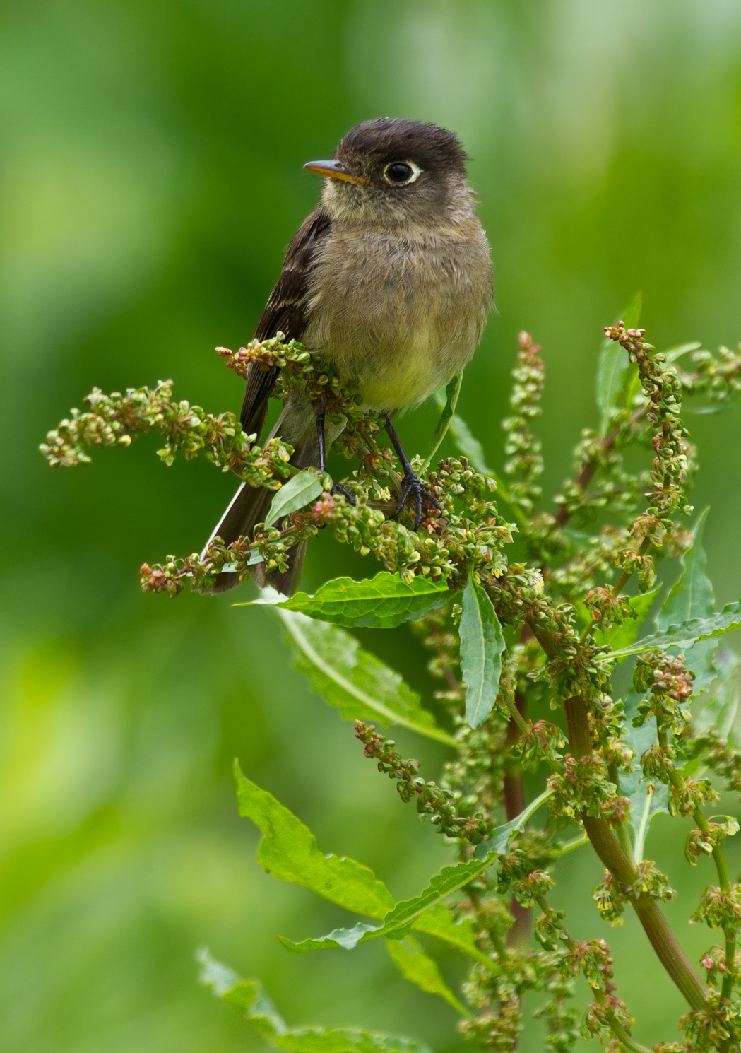 Black-capped Flycatcher (Empidonax atriceps) :: BirdWeather