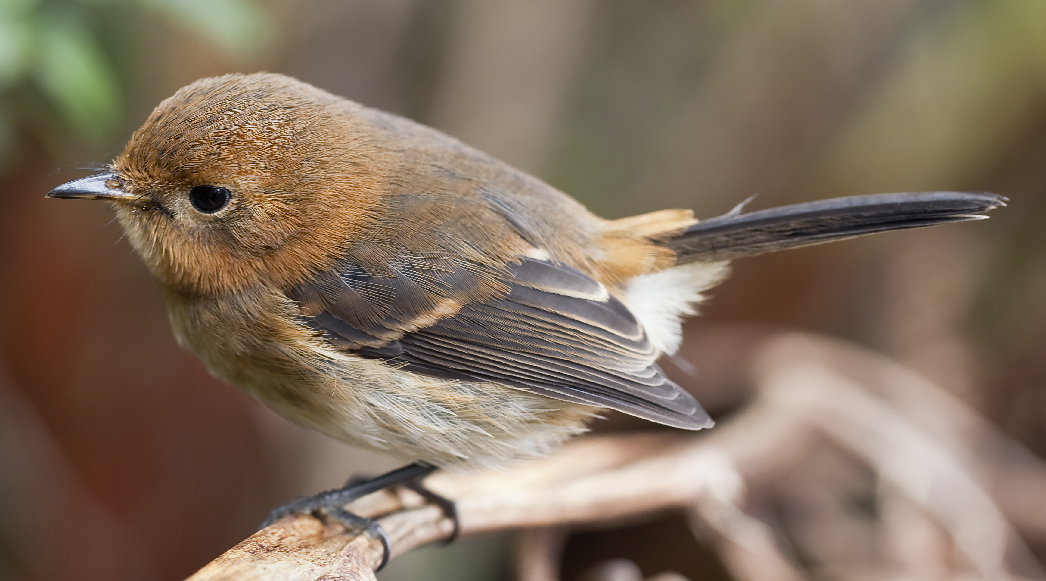 Kauai Elepaio (Chasiempis sclateri) :: BirdWeather