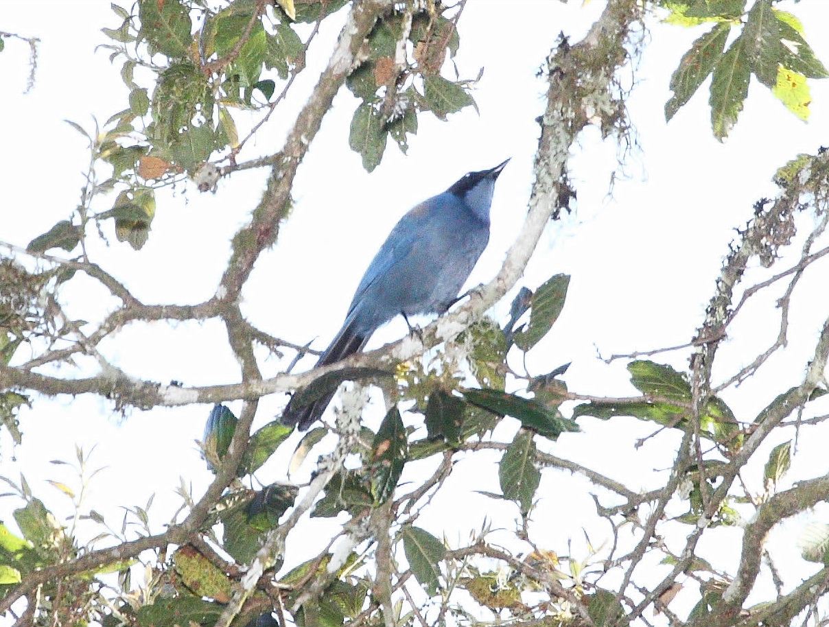 Dwarf Jay (Cyanolyca nanus) :: BirdWeather
