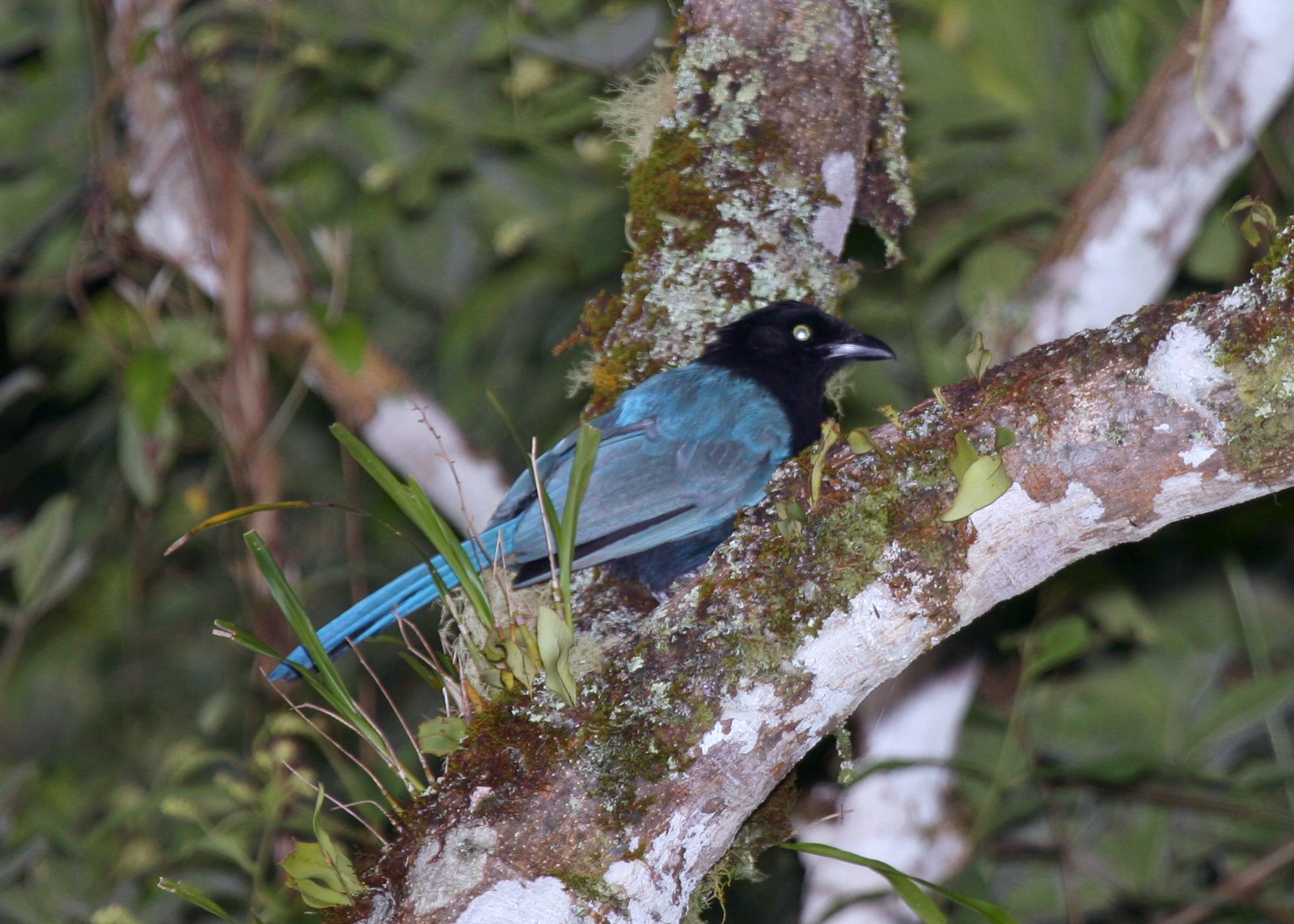 Bushy-crested Jay (Cyanocorax melanocyaneus) :: BirdWeather