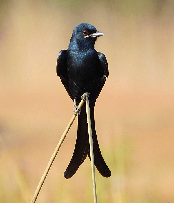 Black Drongo (Dicrurus macrocercus) :: BirdWeather
