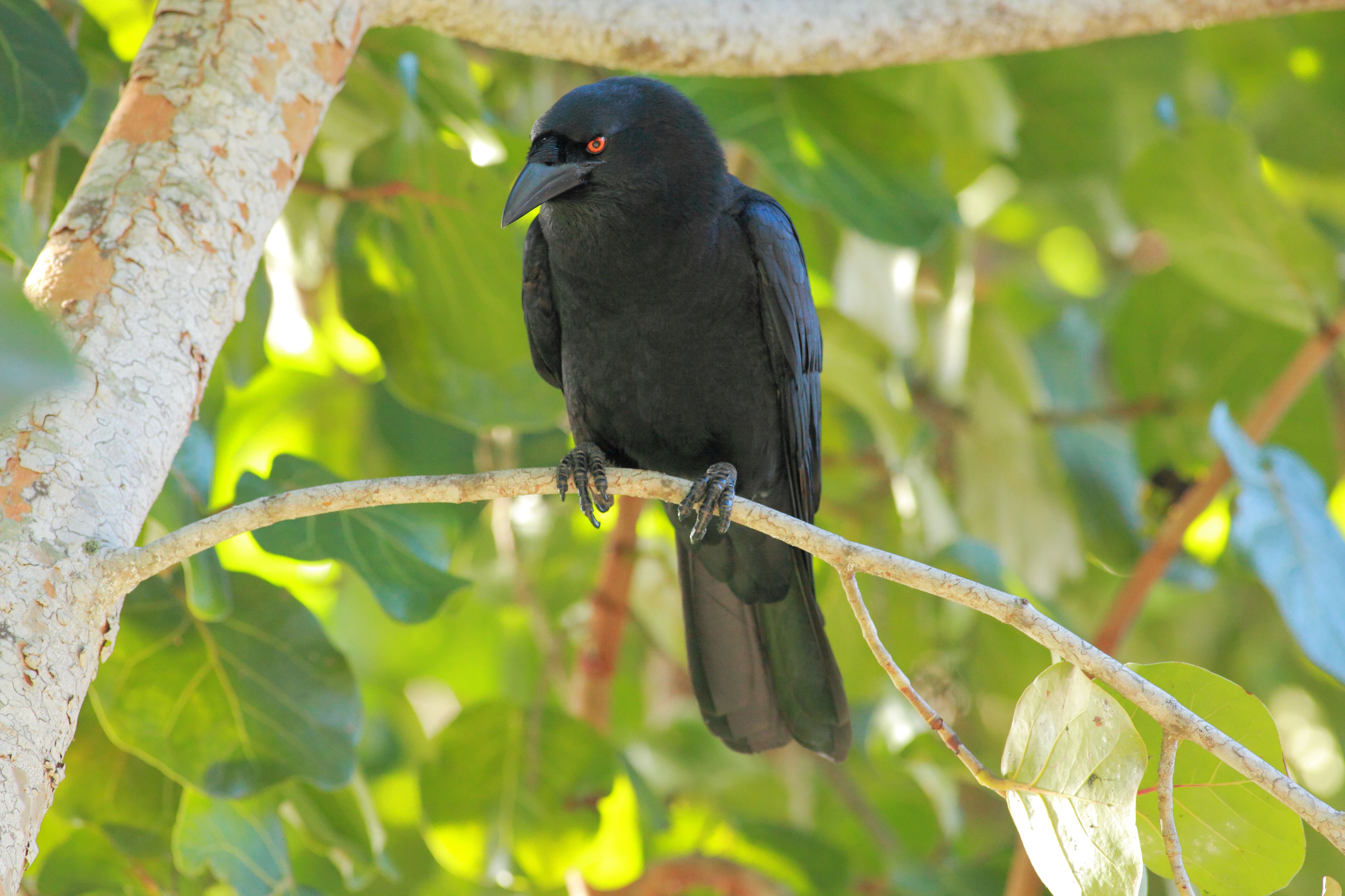 White-necked Crow (Corvus leucognaphalus) :: BirdWeather