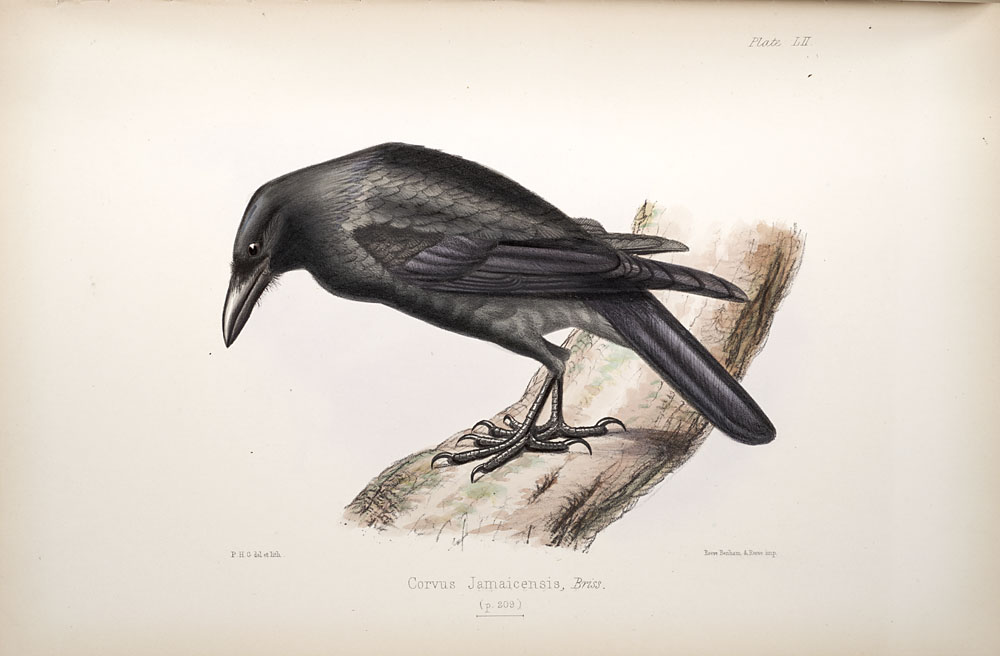 Jamaican Crow (Corvus jamaicensis) :: BirdWeather