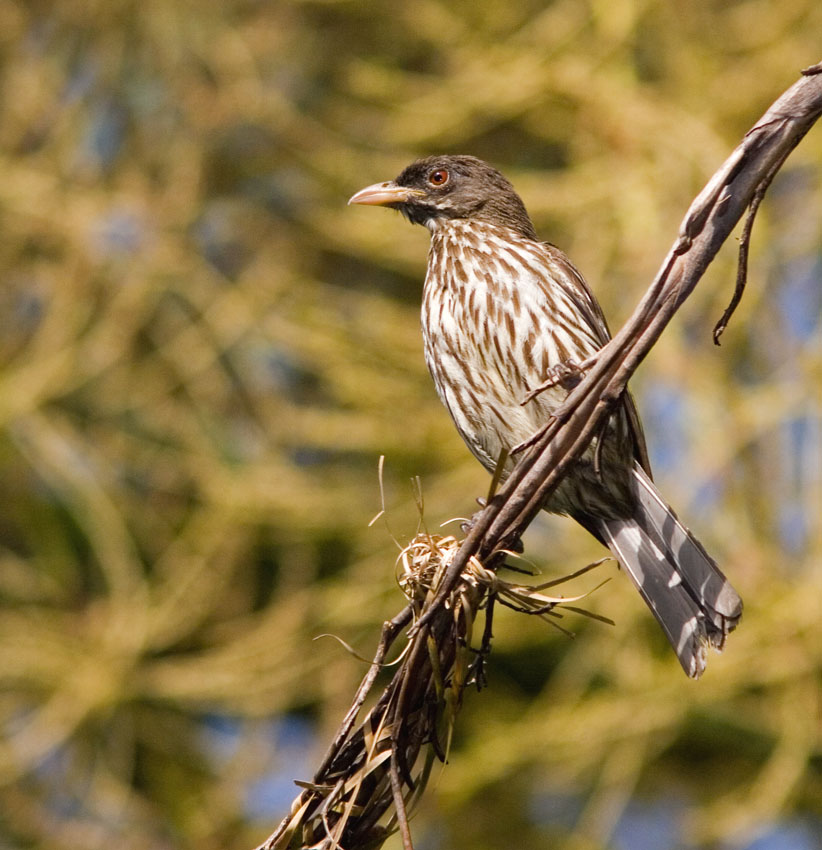 Palmchat (Dulus dominicus) :: BirdWeather