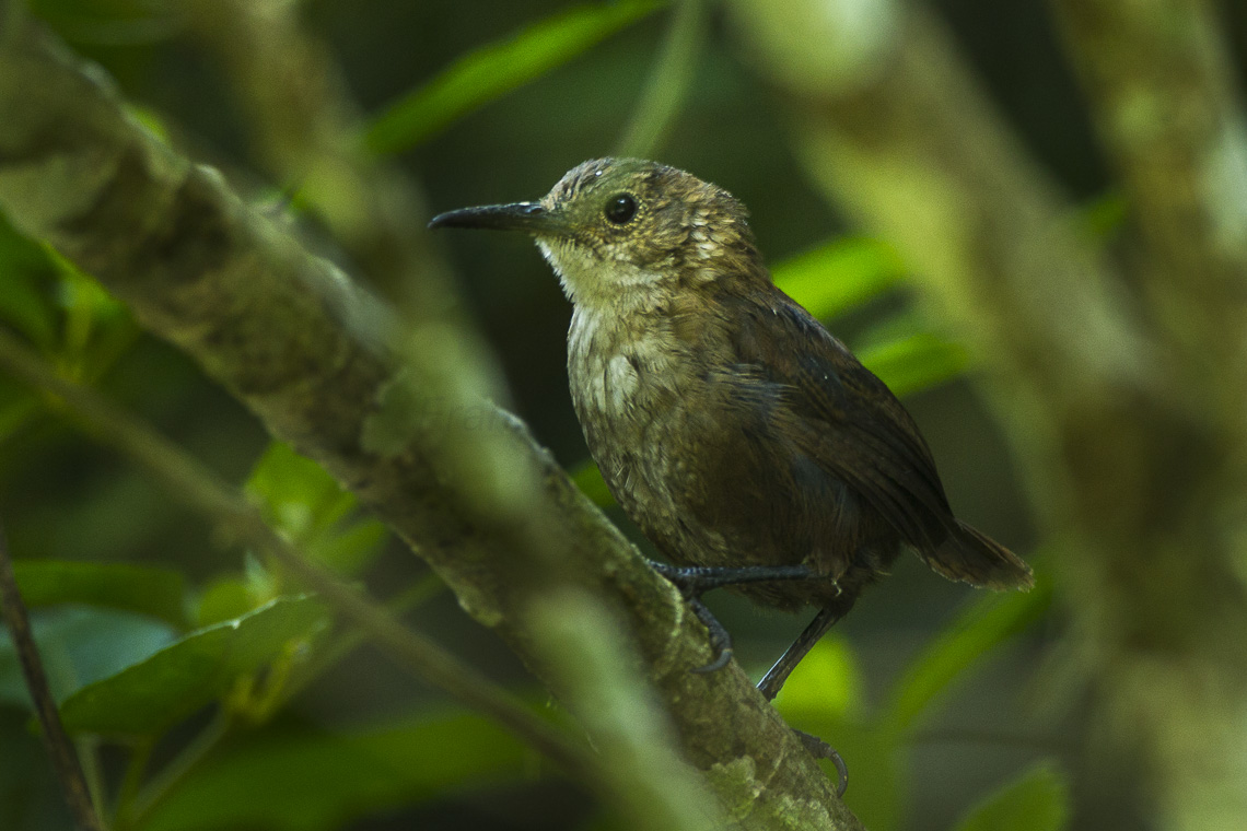 Nava's Wren (Hylorchilus navai) :: BirdWeather