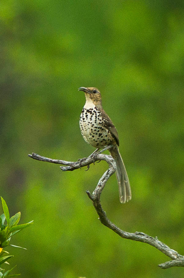 Ocellated Thrasher (Toxostoma ocellatum) :: BirdWeather