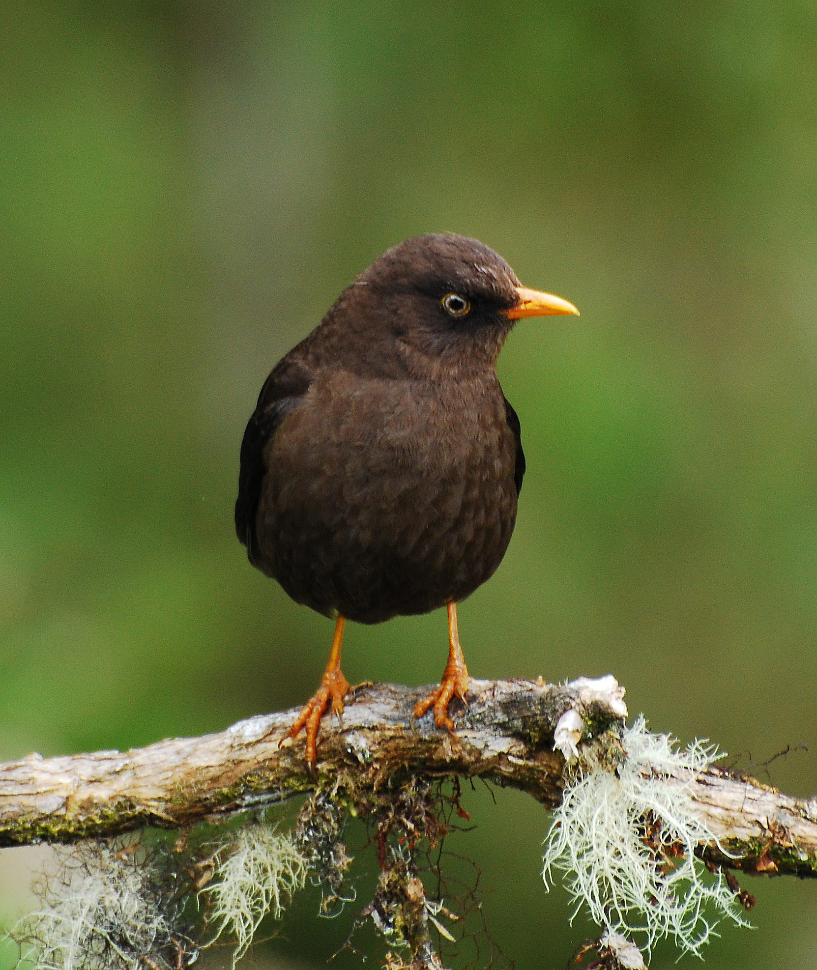 Sooty Thrush (Turdus nigrescens) :: BirdWeather