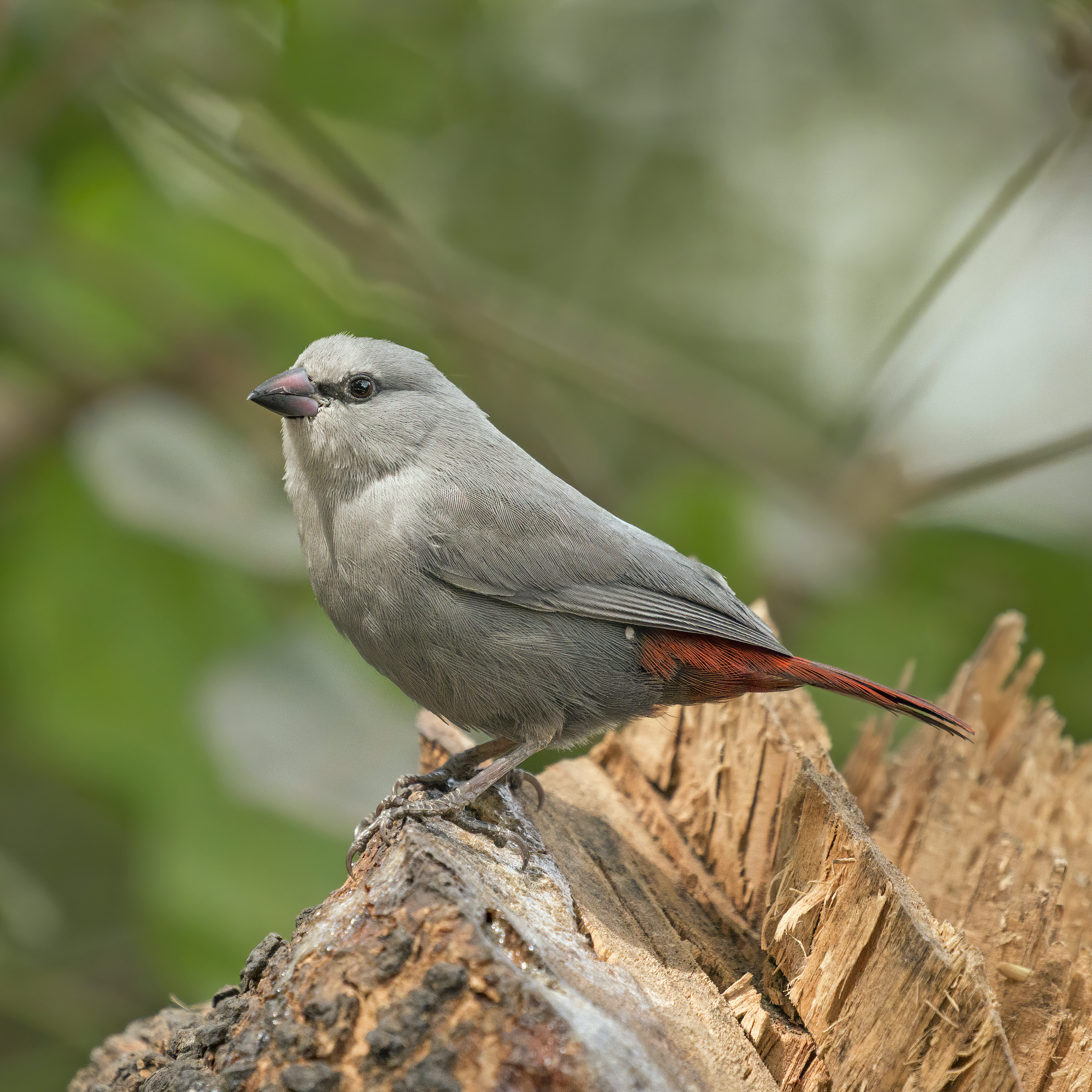 Lavender Waxbill (Glaucestrilda caerulescens) :: BirdWeather