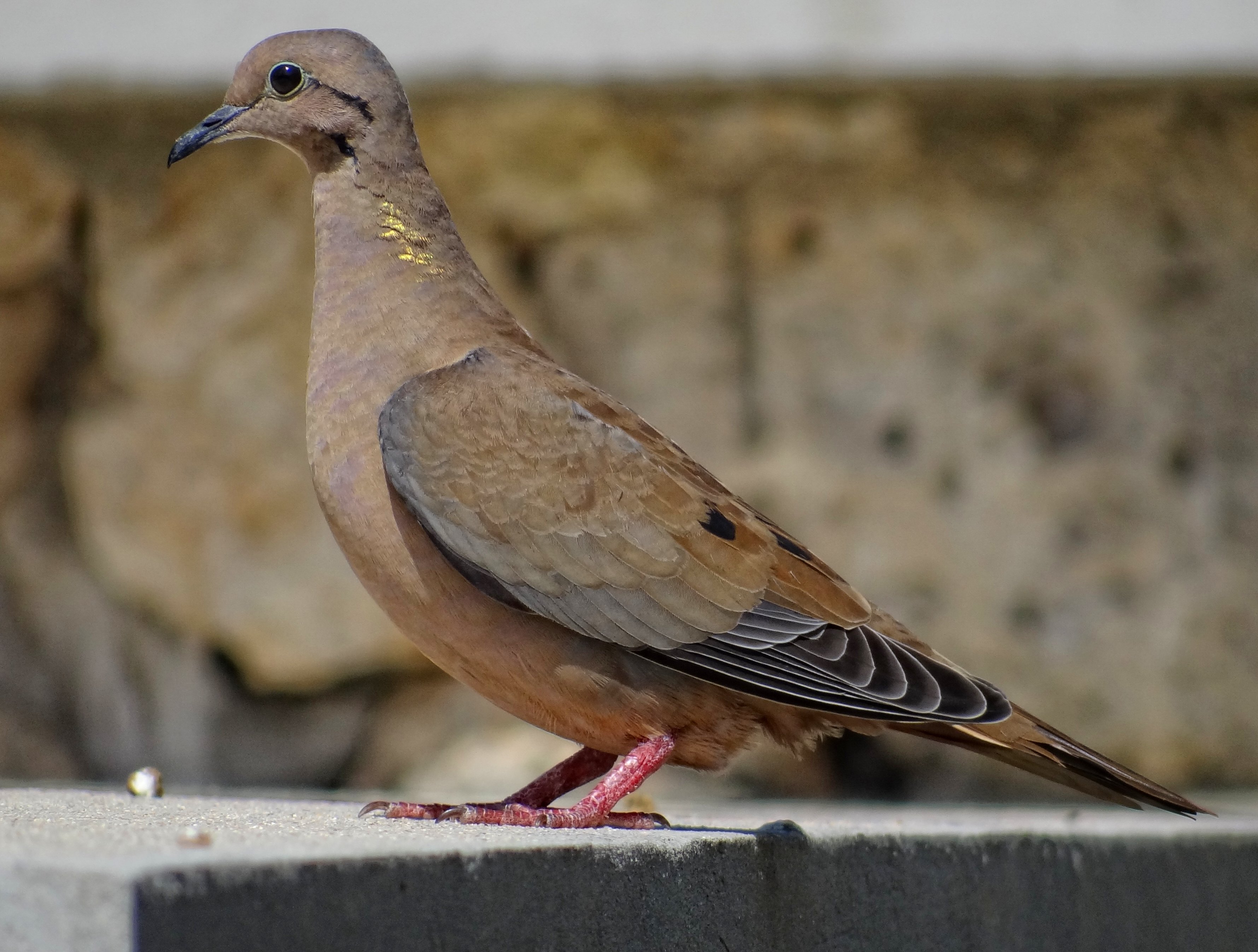 Eared Dove (Zenaida auriculata) :: BirdWeather