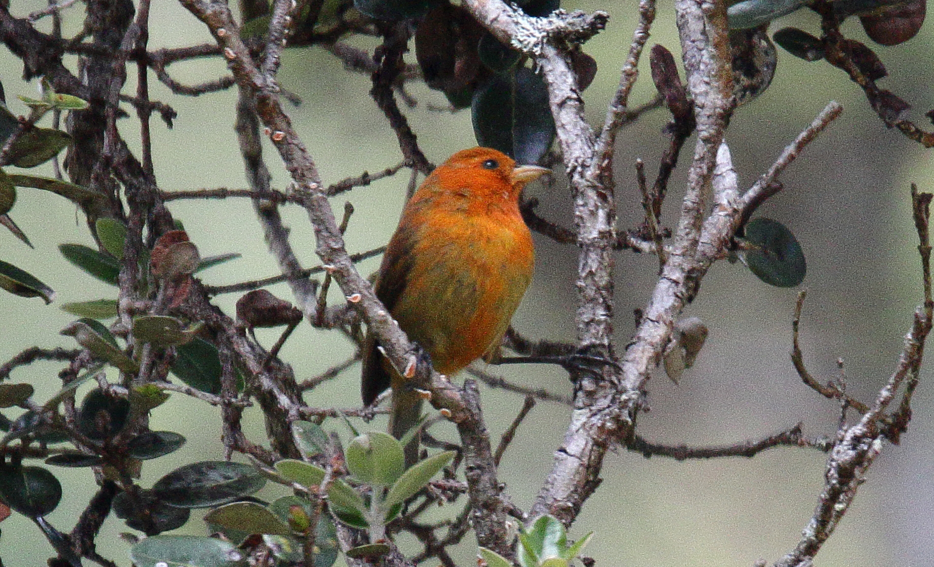 Hawaii Akepa (Loxops coccineus) :: BirdWeather