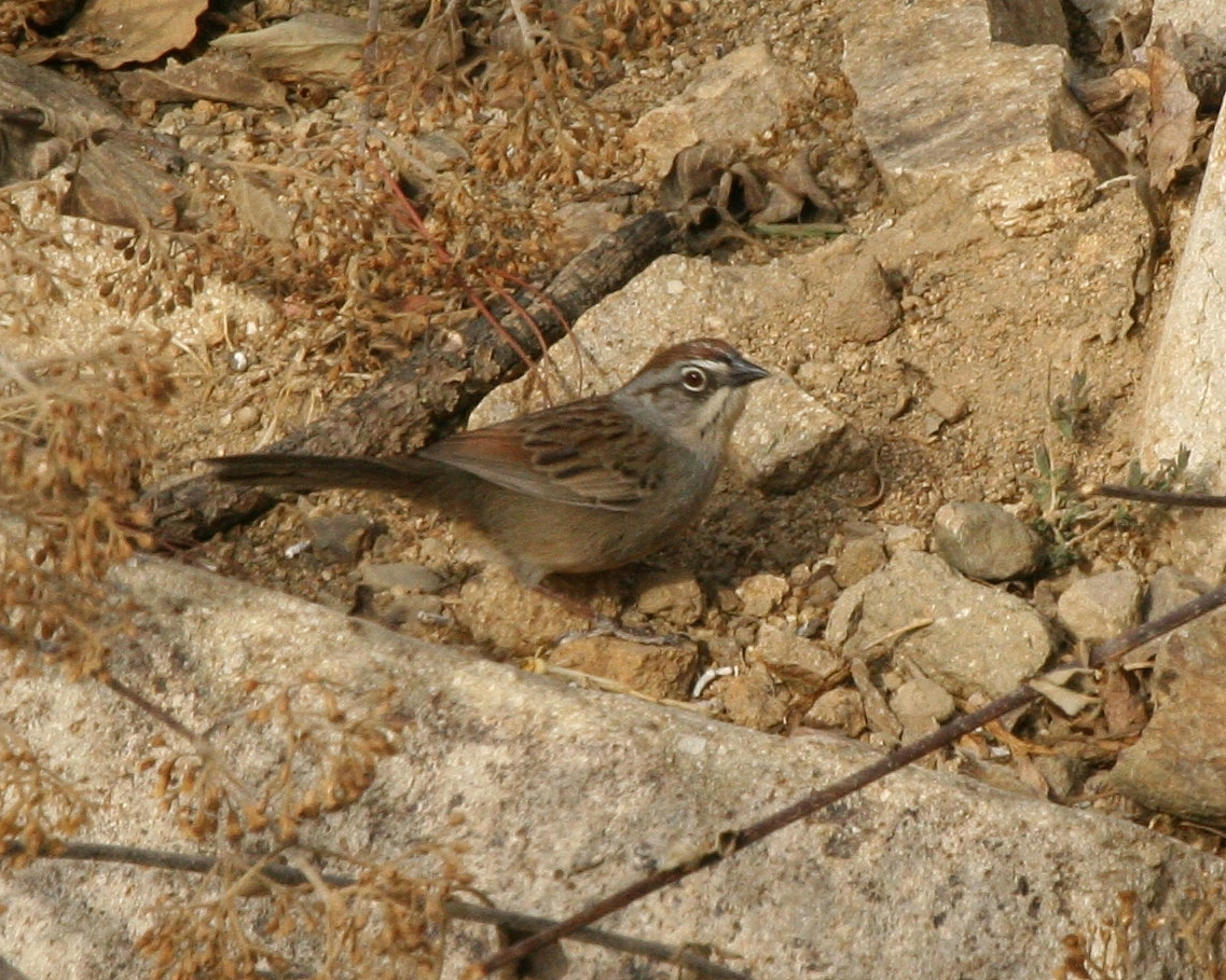 Oaxaca Sparrow (Aimophila notosticta) :: BirdWeather