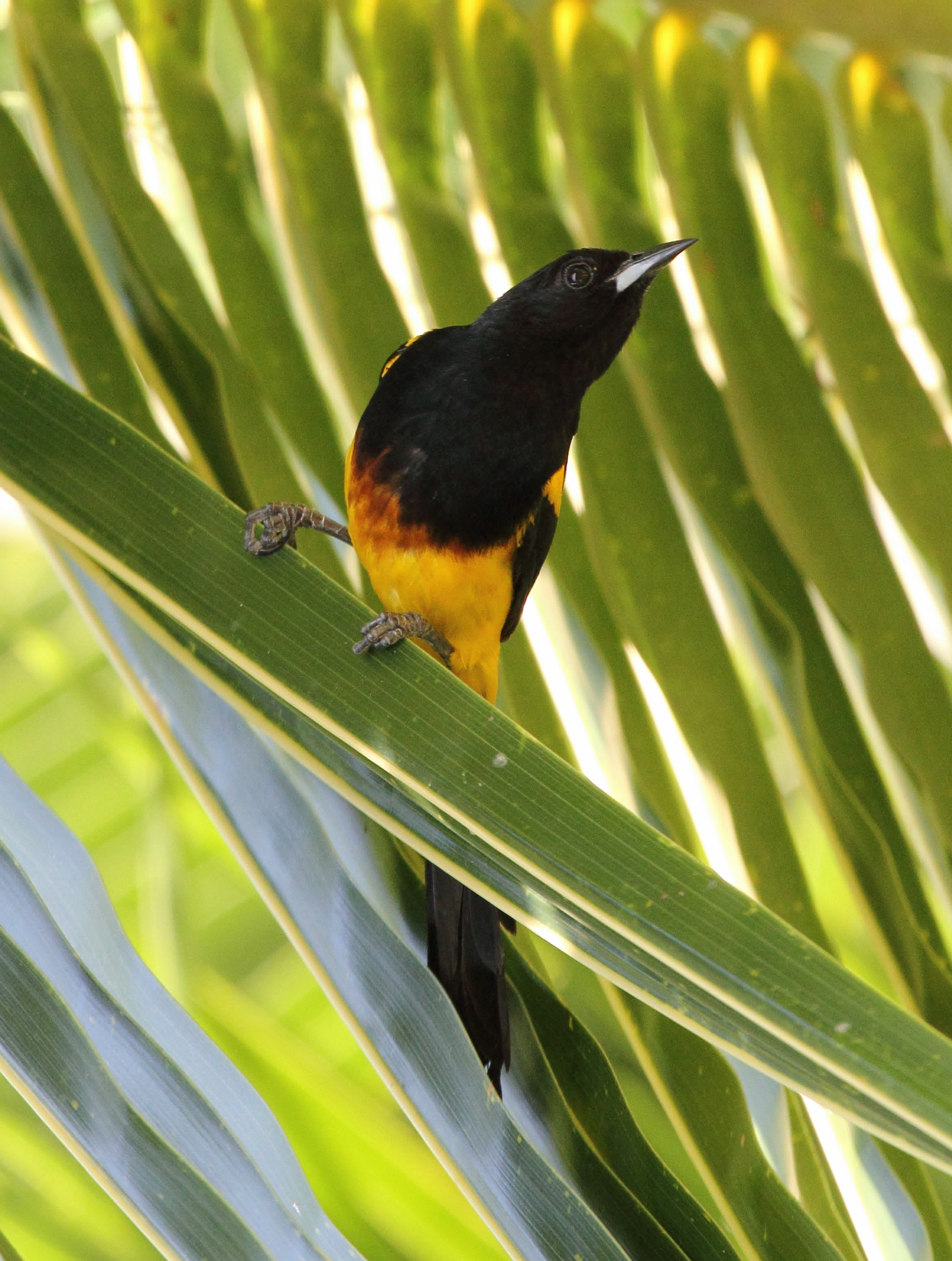 Black-cowled Oriole (Icterus prosthemelas) :: BirdWeather