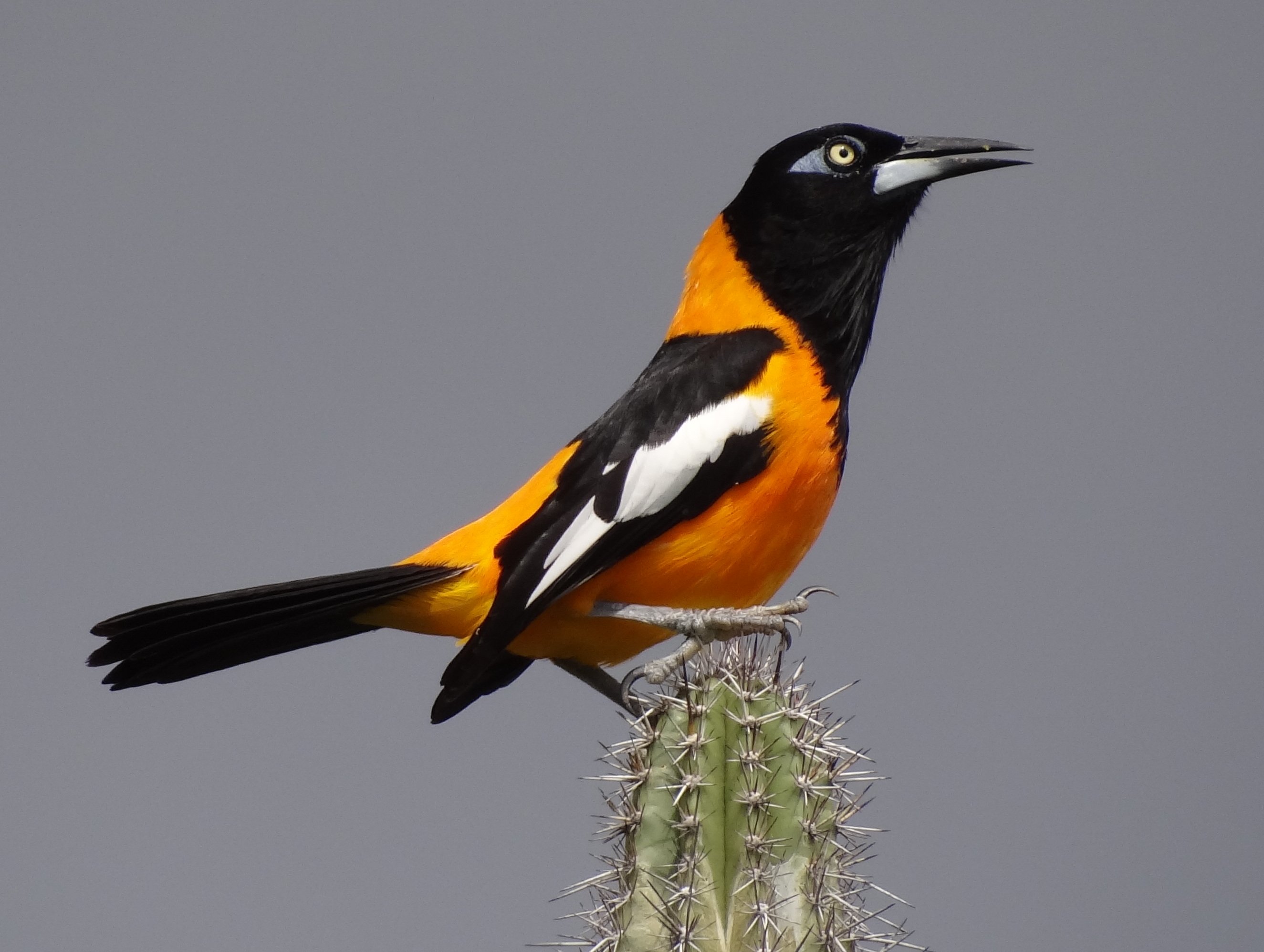 Venezuelan Troupial (Icterus icterus) :: BirdWeather