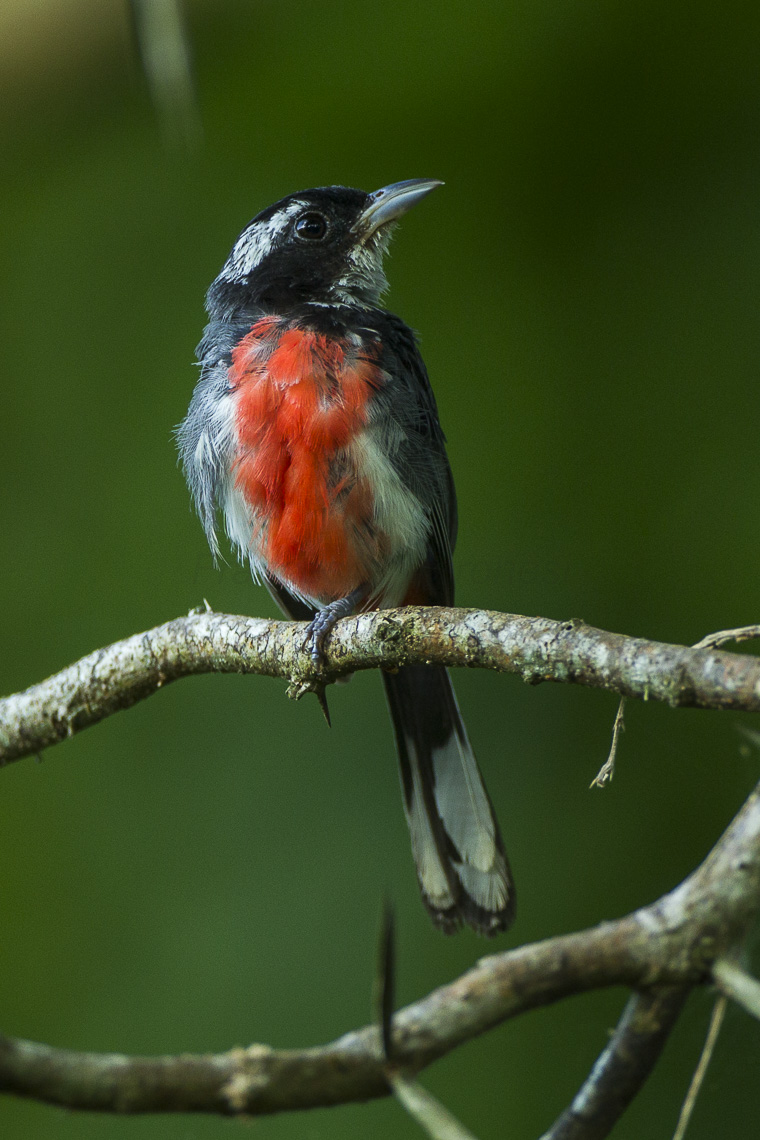 Red-breasted Chat (Granatellus venustus) :: BirdWeather