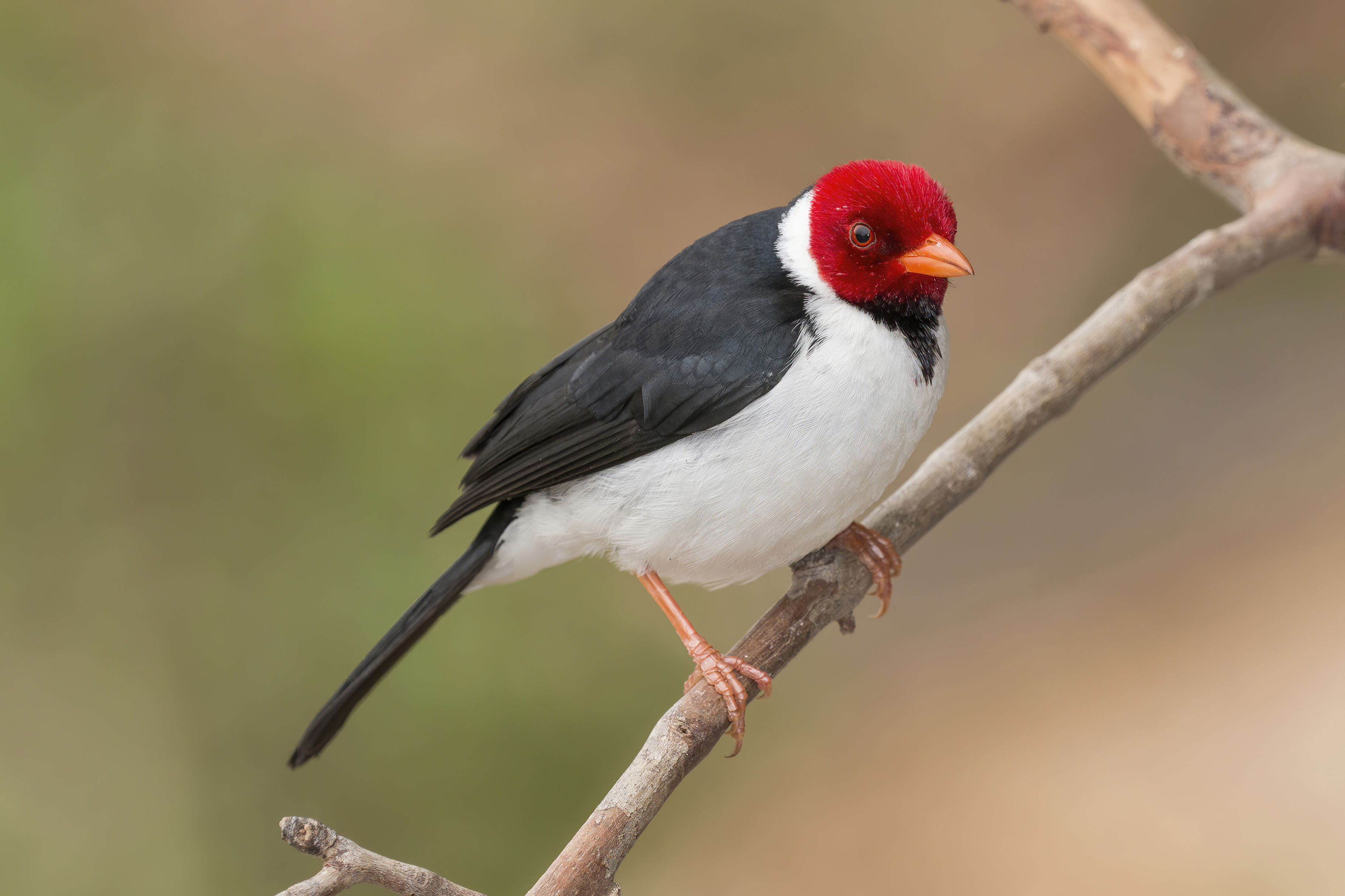 Yellow-billed Cardinal (Paroaria capitata) :: BirdWeather