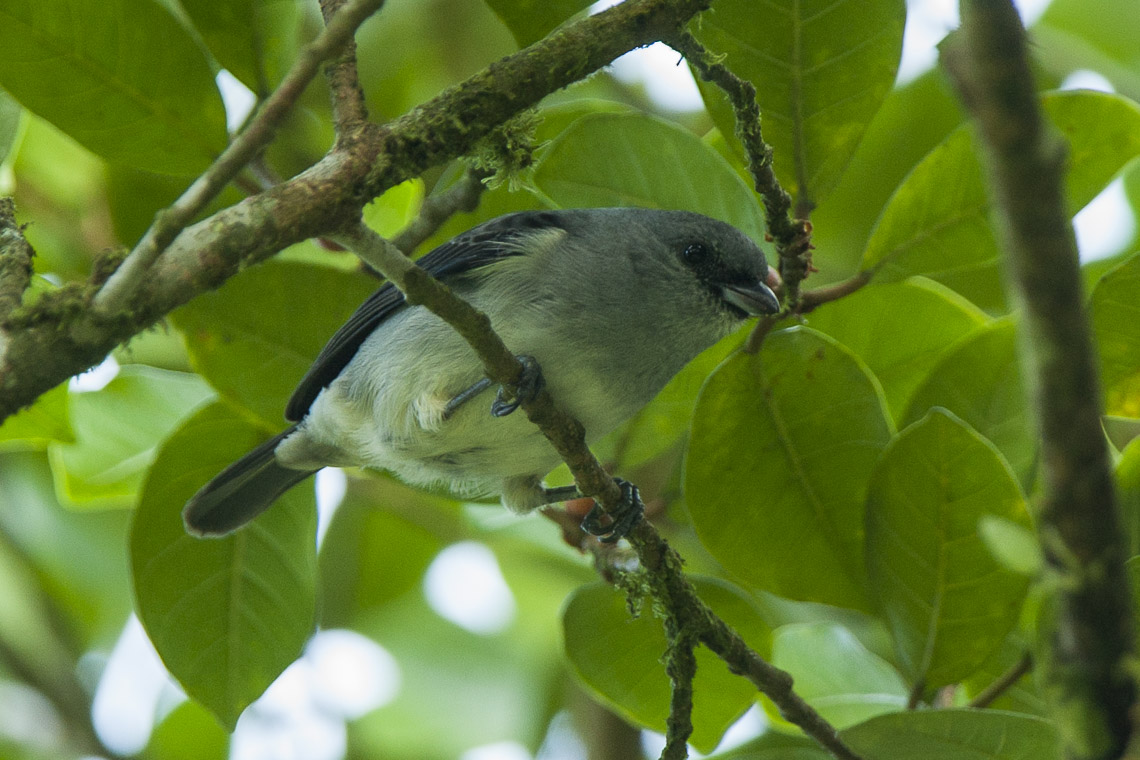 Plain-colored Tanager (Tangara inornata) :: BirdWeather