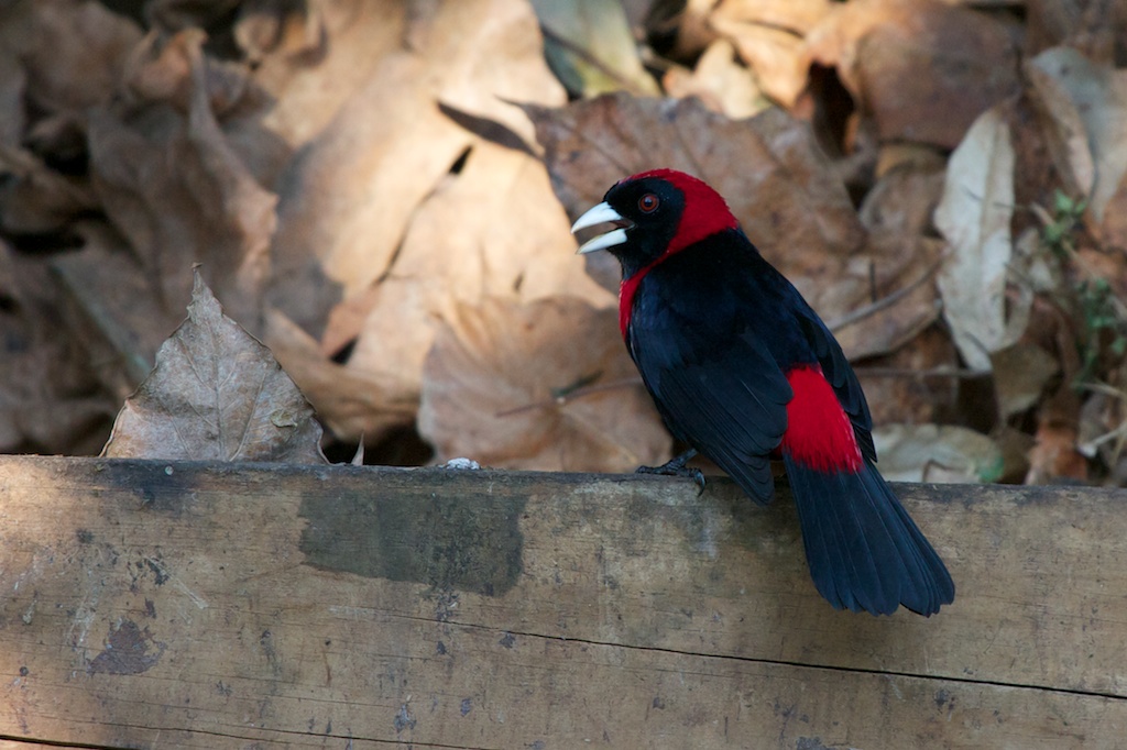 Crimson-collared Tanager (Ramphocelus sanguinolentus) :: BirdWeather