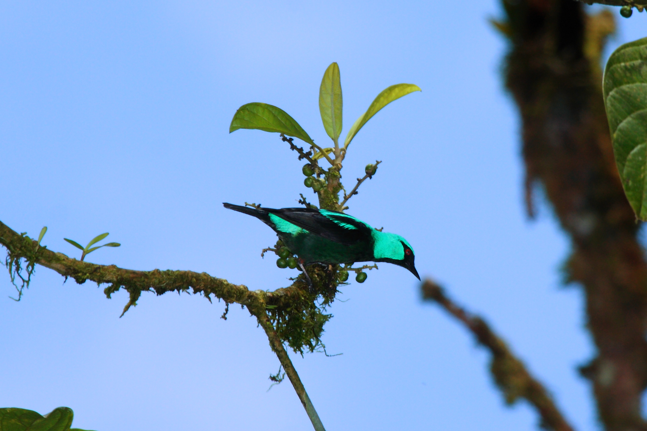 Scarlet-thighed Dacnis (Dacnis venusta) :: BirdWeather