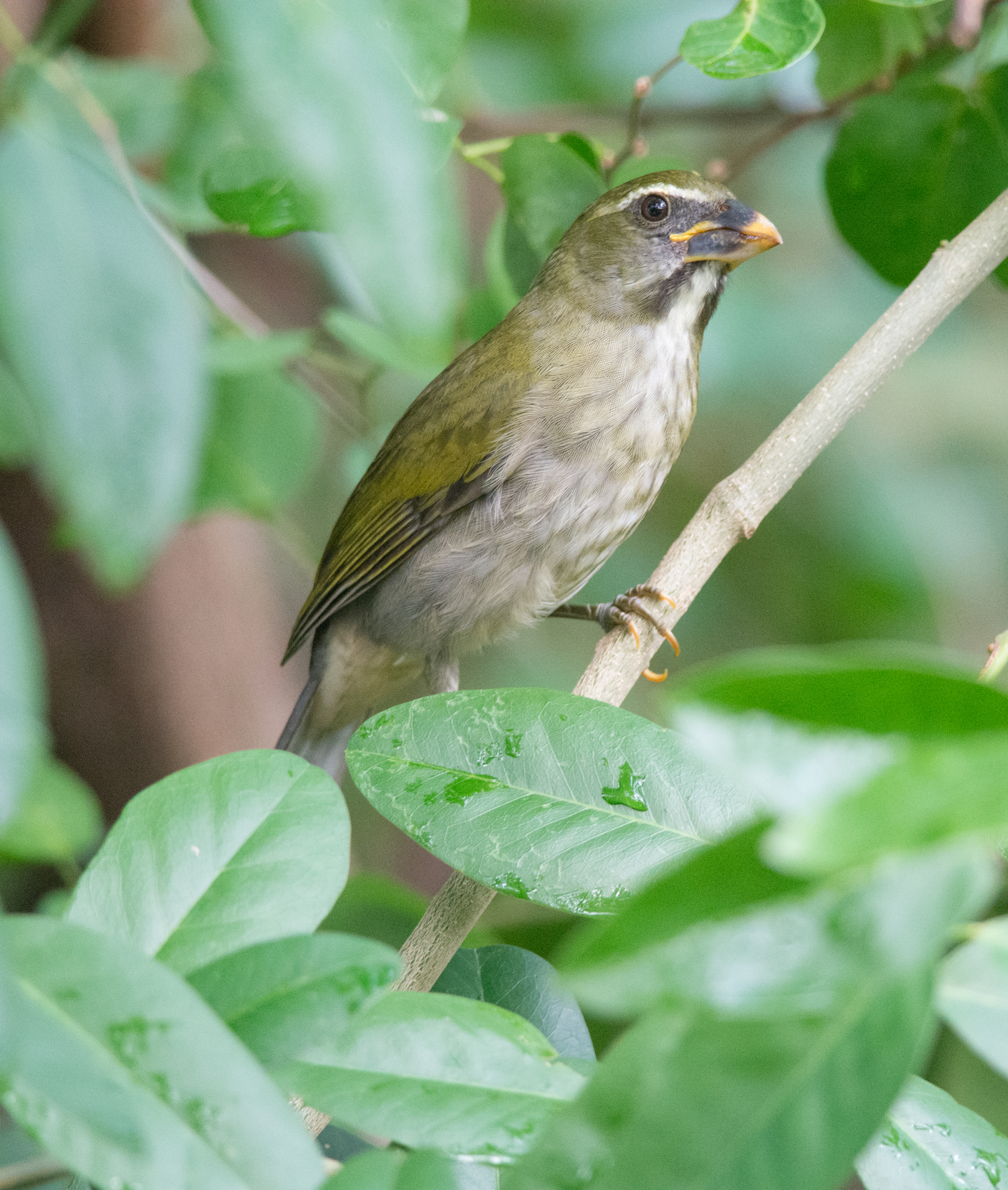 Lesser Antillean Saltator (Saltator albicollis) :: BirdWeather