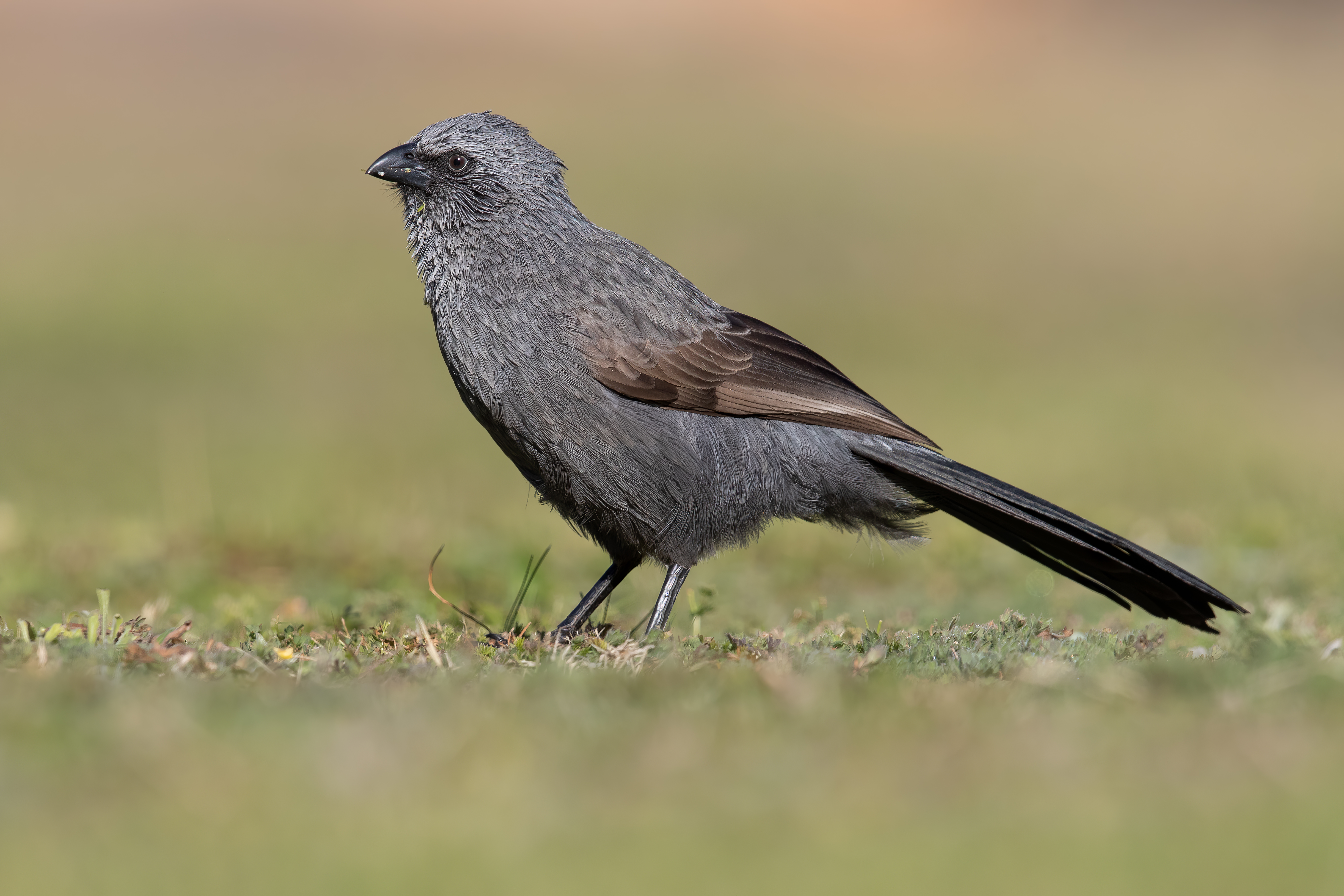 Apostlebird (Struthidea cinerea) :: BirdWeather