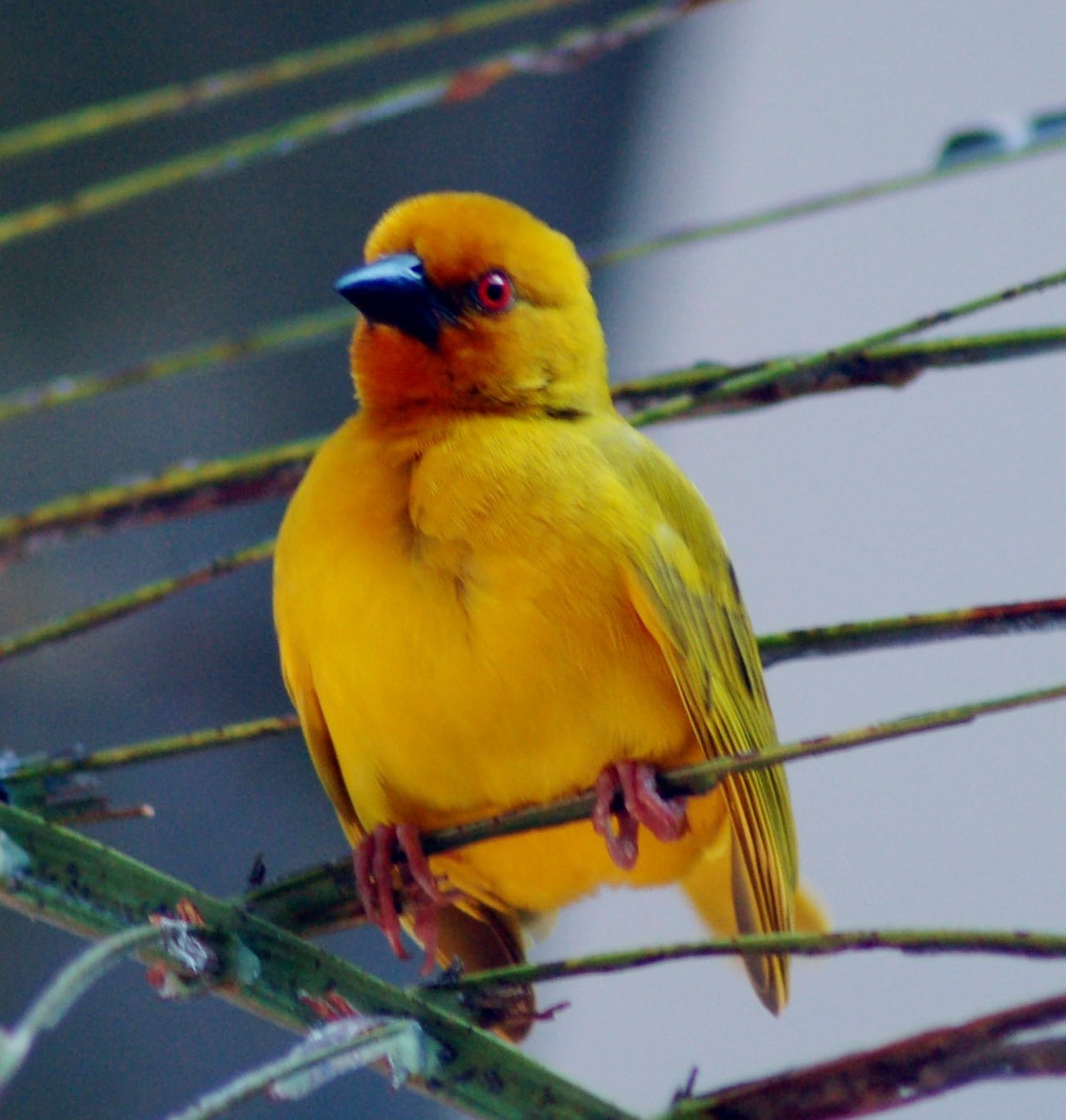 African Golden-Weaver (Ploceus subaureus) :: BirdWeather