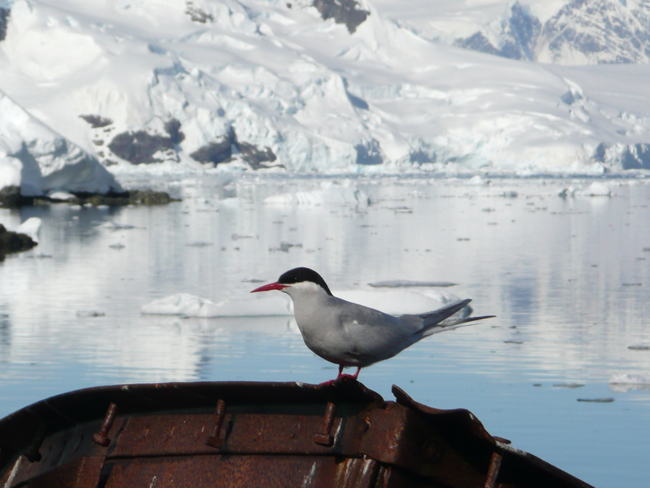 Antarctic Tern (Sterna vittata) :: BirdWeather