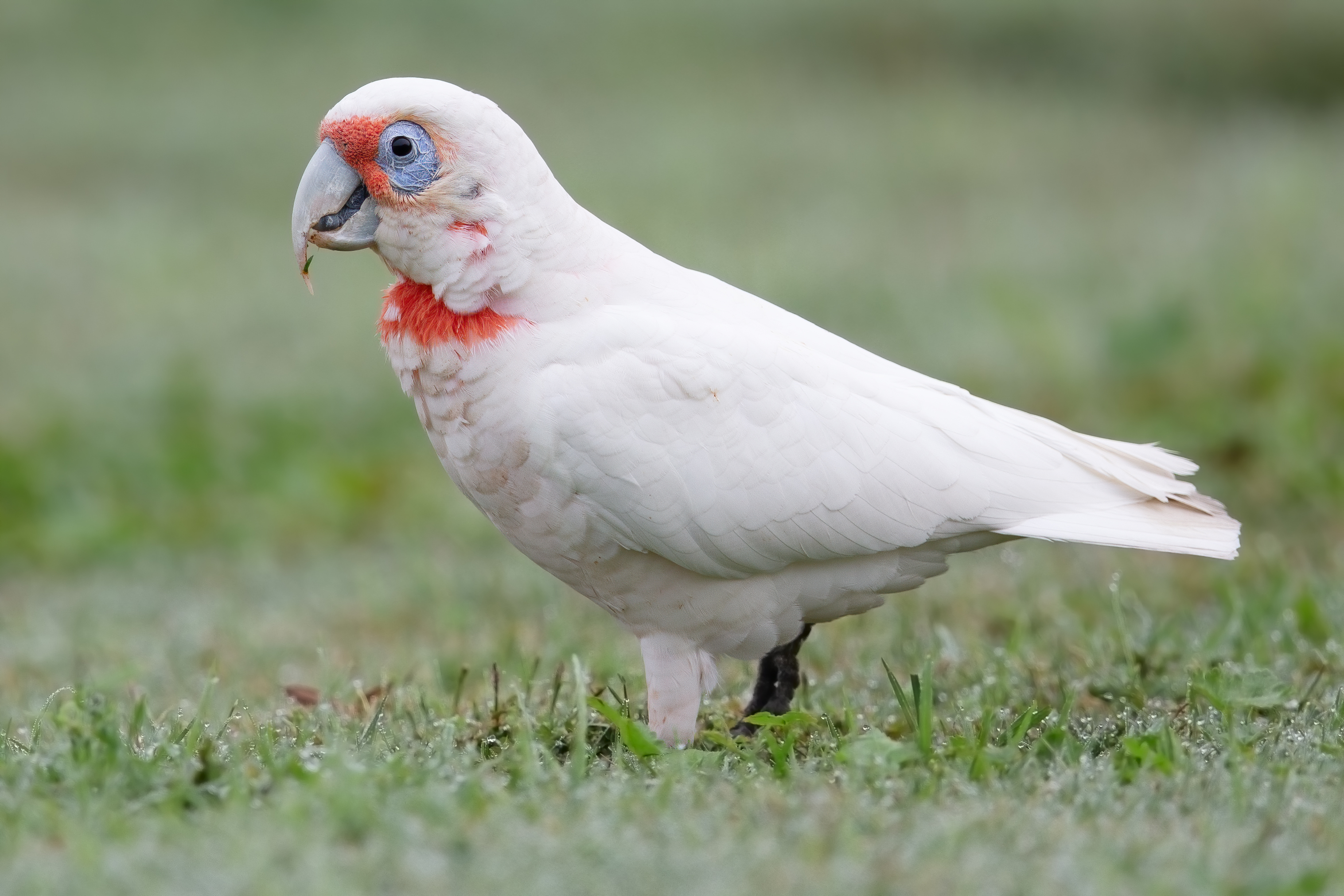 Long-billed Corella (Cacatua tenuirostris) :: BirdWeather