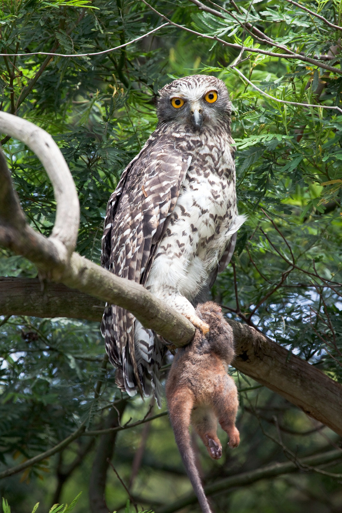 Powerful Owl (Ninox strenua) :: BirdWeather
