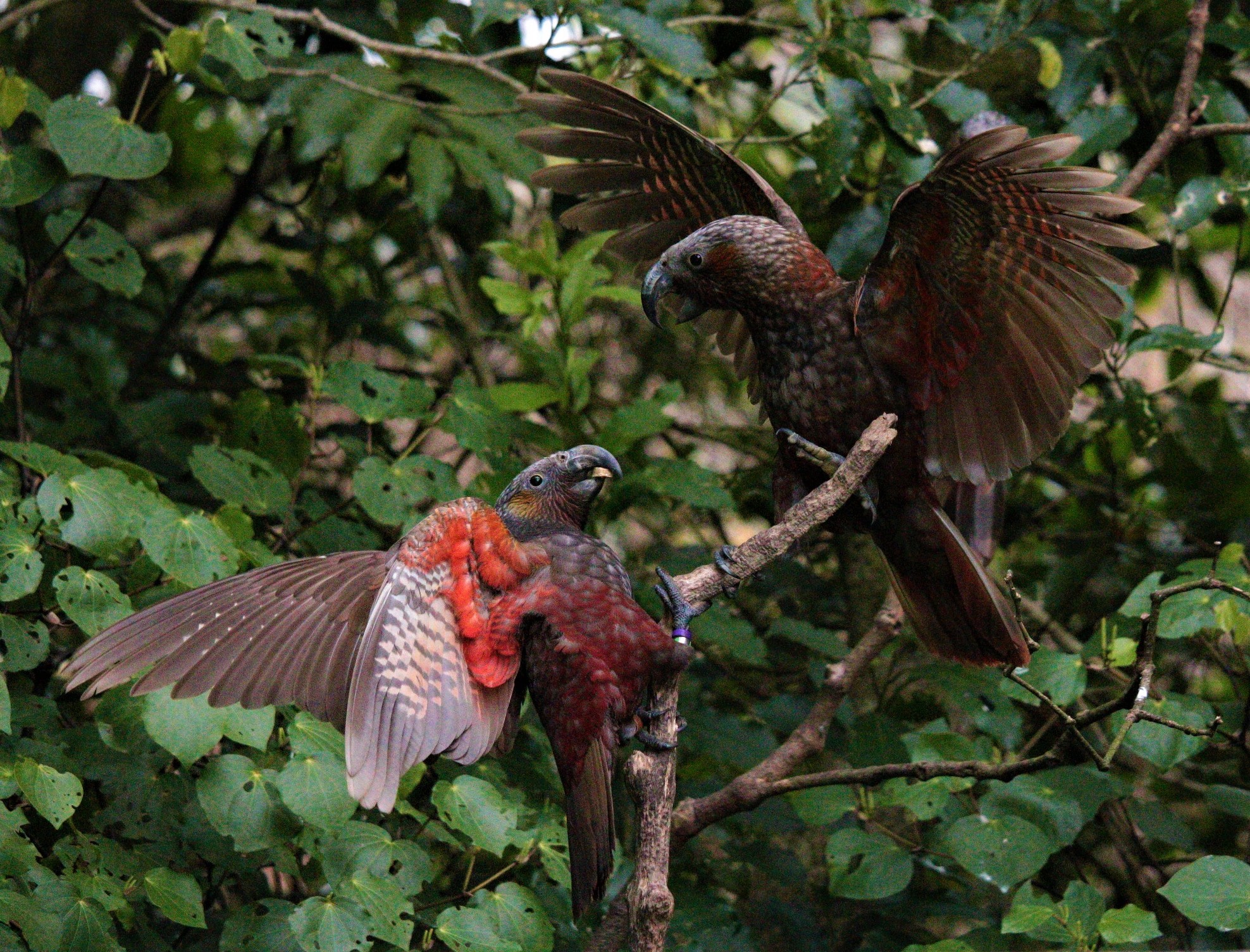 New Zealand Kaka (Nestor meridionalis) :: BirdWeather