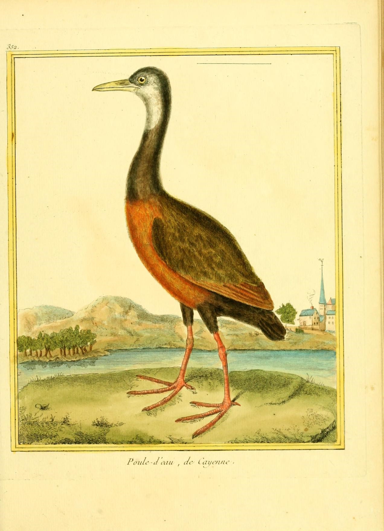Brown Wood-Rail (Aramides wolfi) :: BirdWeather