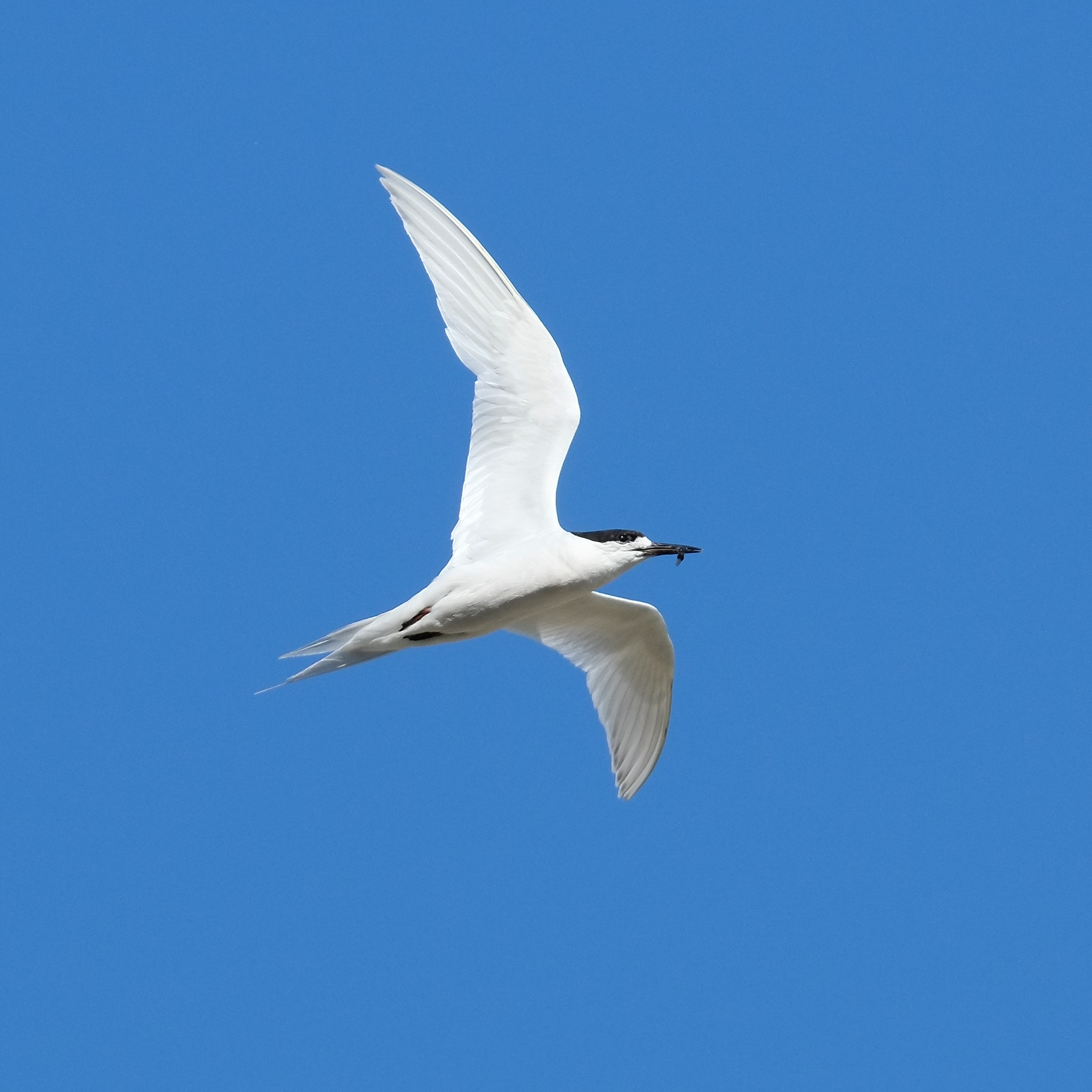 White-fronted Tern (Sterna striata) :: BirdWeather
