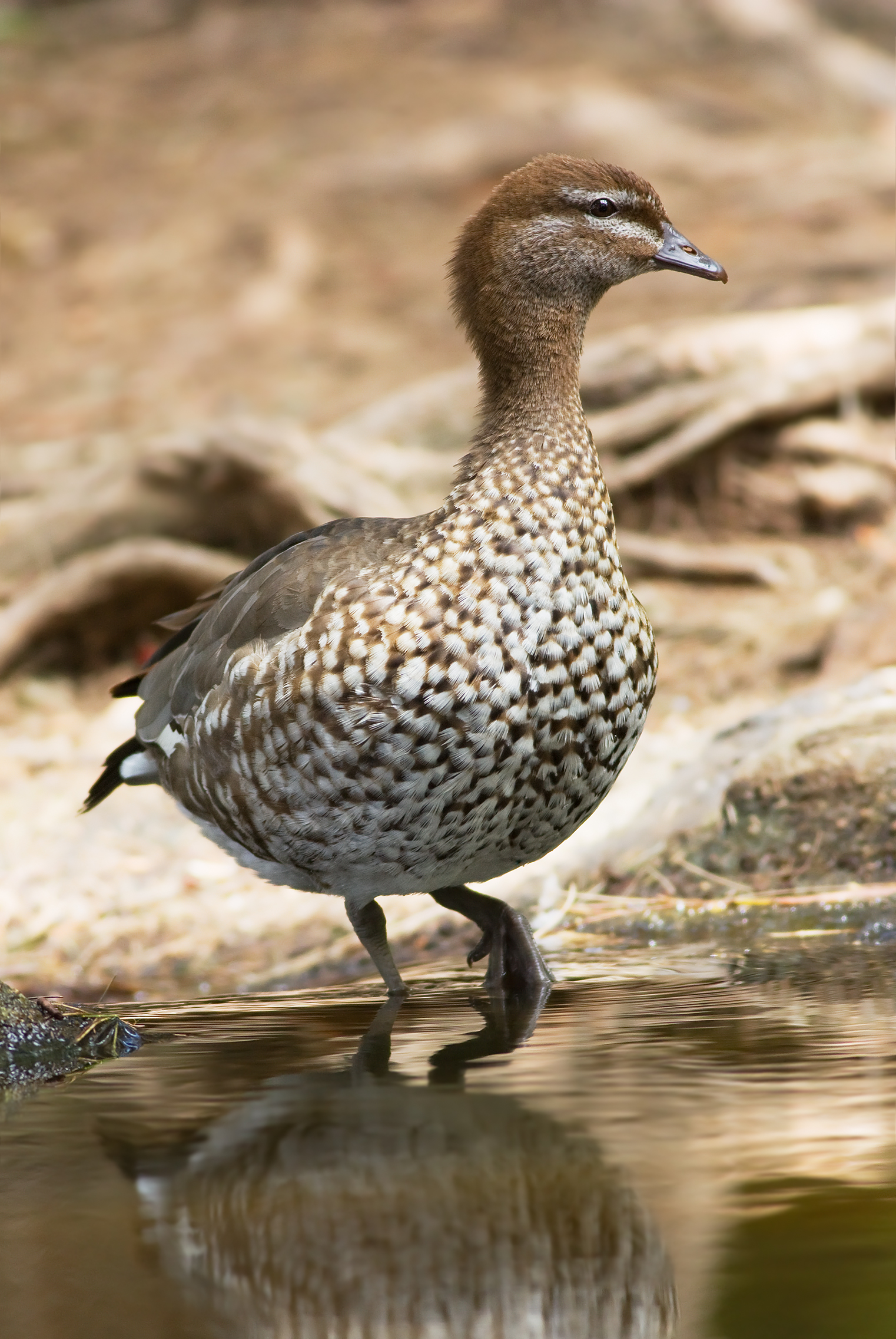 Maned Duck (Chenonetta jubata) :: BirdWeather