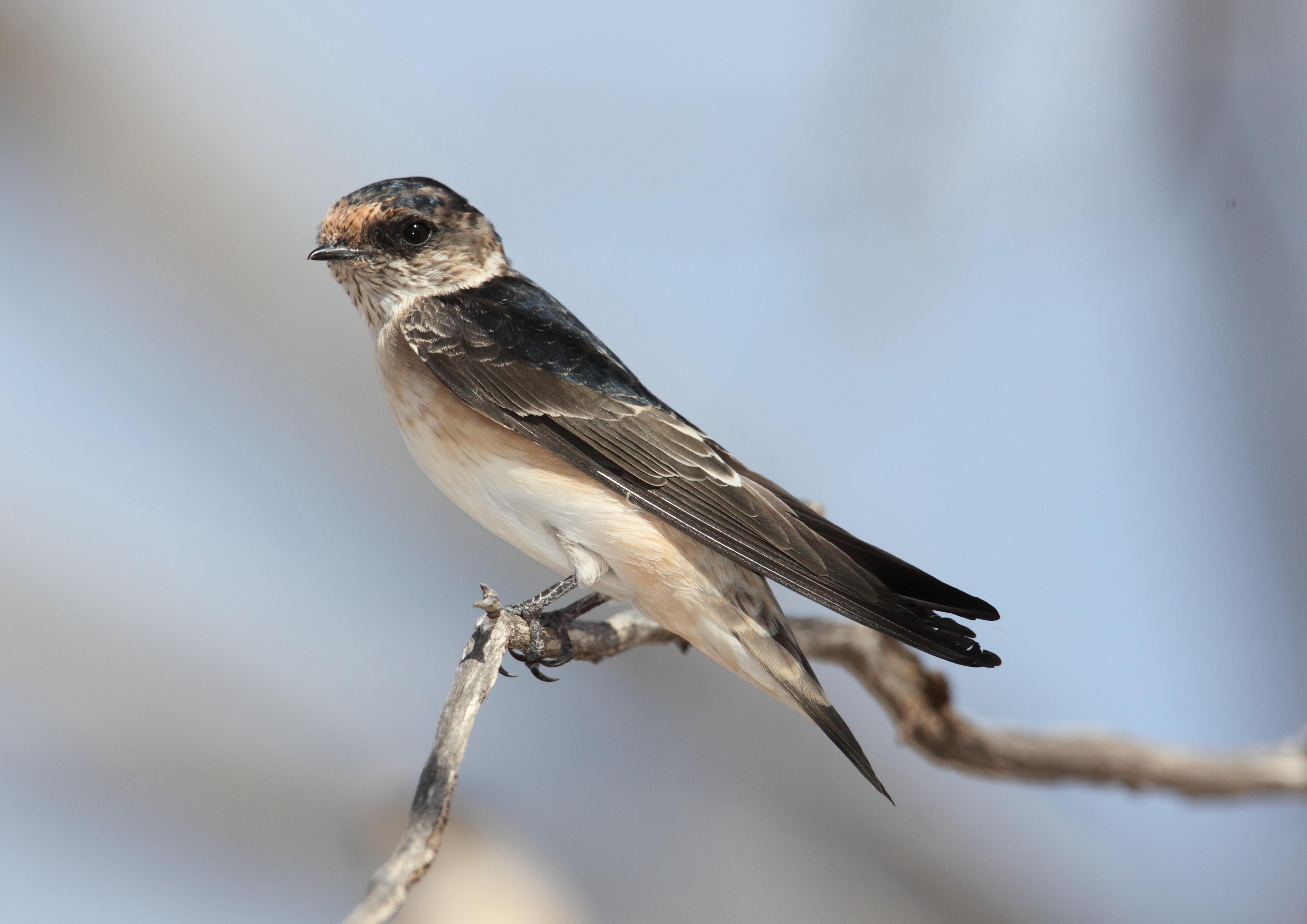 Tree Martin (Petrochelidon nigricans) :: BirdWeather
