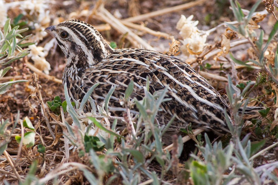 Stubble Quail (Coturnix pectoralis) :: BirdWeather